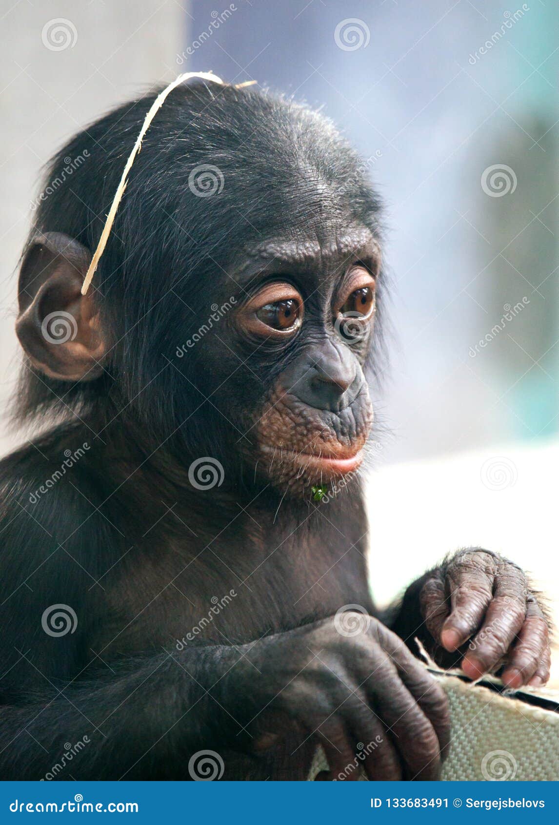 Little Baby Chimpanzee Monkey Sits with Sad Expression Looking at ...