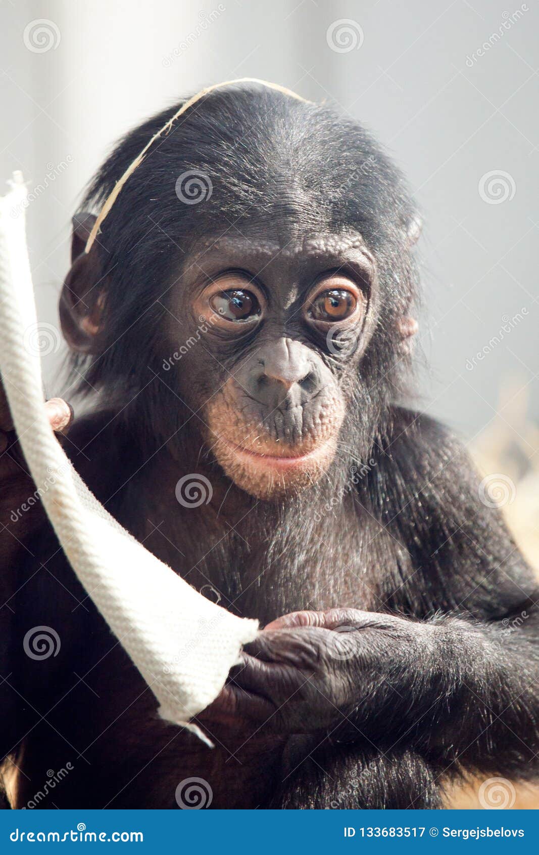 Little Baby Chimpanzee Monkey Sits with Sad Expression Looking at ...