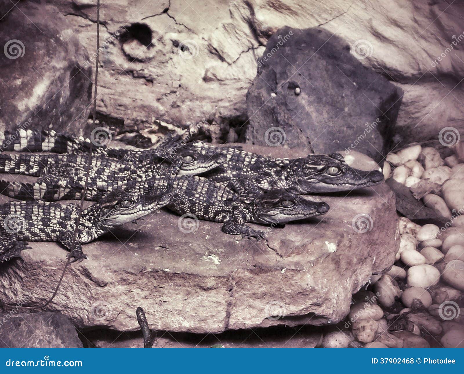 Little baby crocodile stock photo. Image of head, green - 37902468