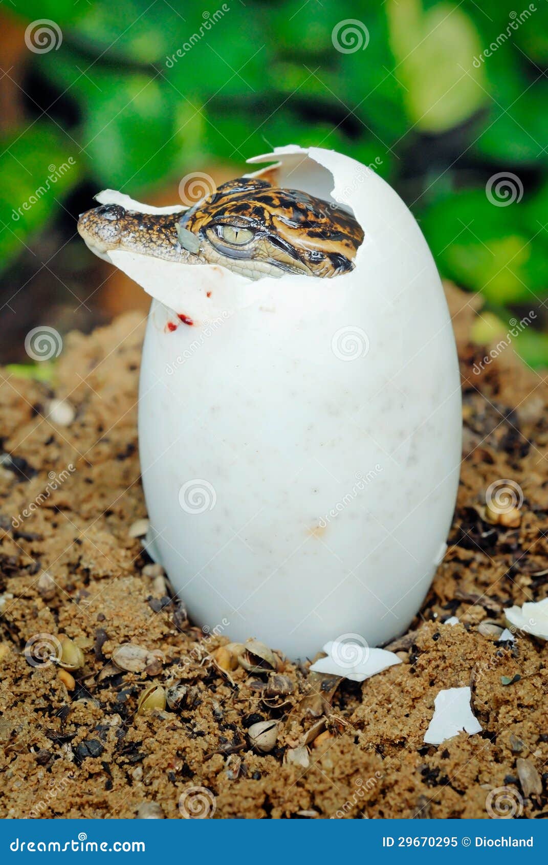 Little baby crocodiles stock image. Image of space, foreground - 29670295