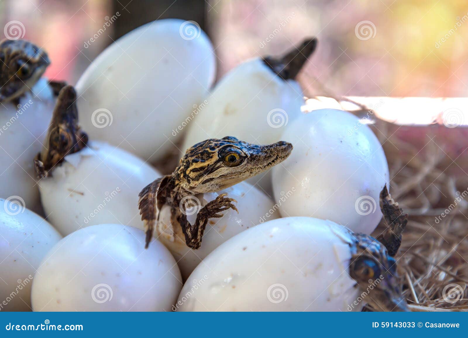 Little baby crocodiles stock image. Image of predator - 59143033