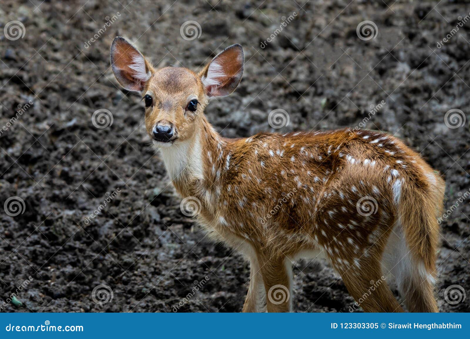 A Little Baby Deer in the Zoo Stock Image - Image of landscape, looking ...