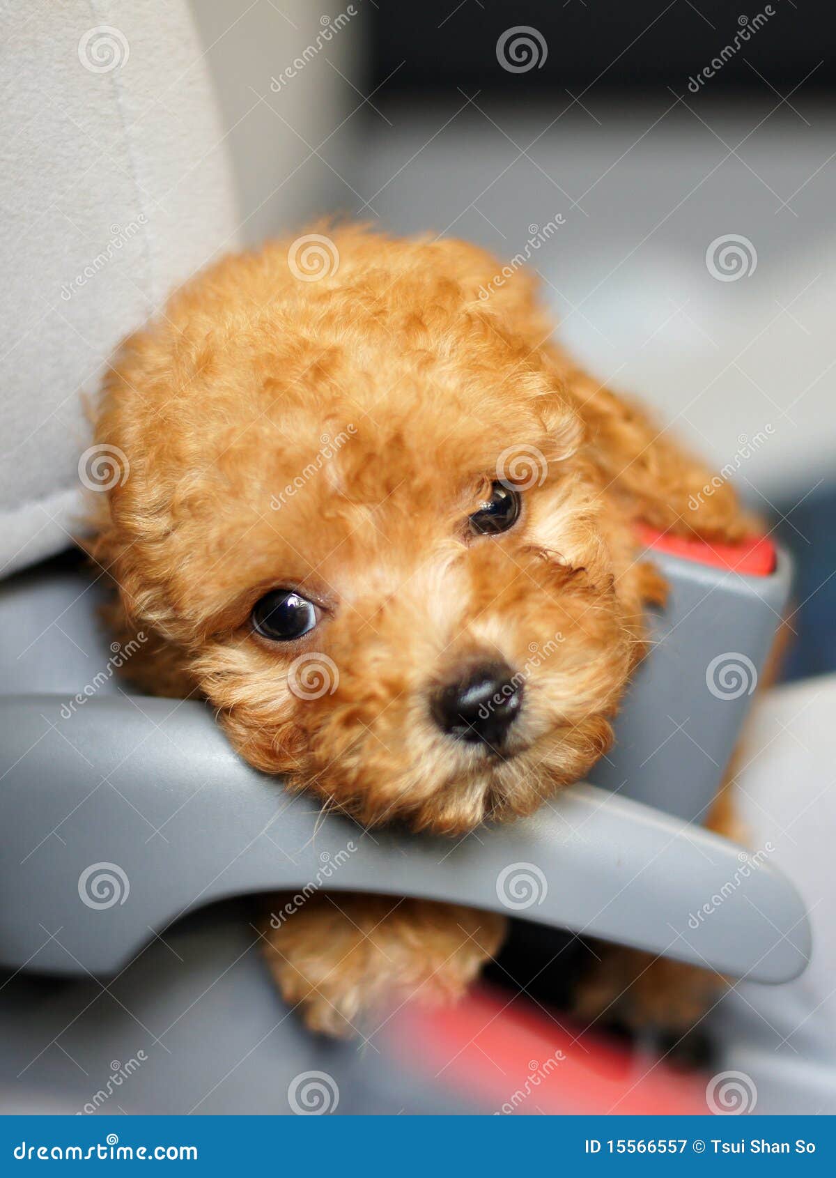 Little baby dog stock image. Image of cute, little, lovely - 15566557