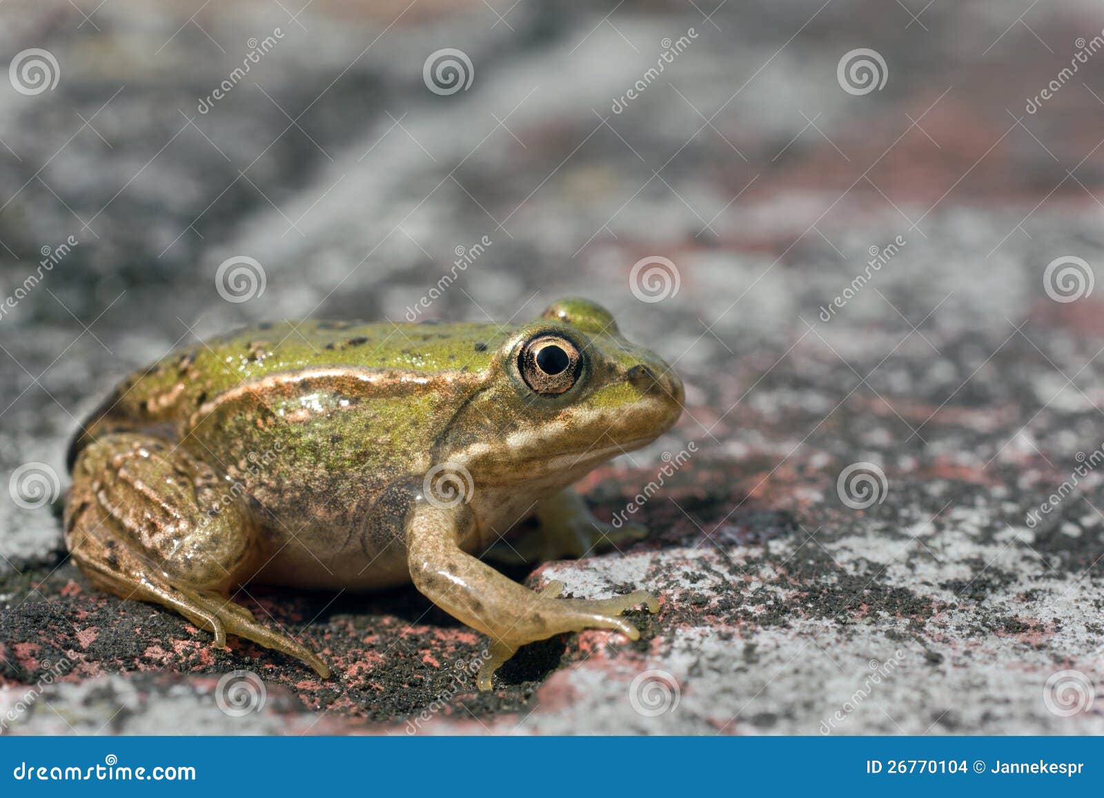 Little Baby Frog on a Brick Wall Stock Photo - Image of wildlife ...
