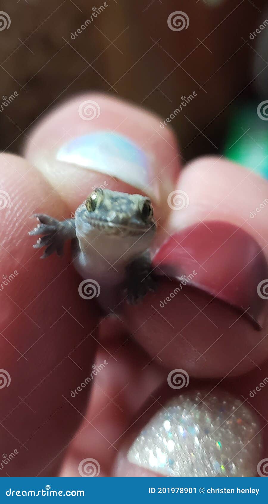 Little baby gecko 2 stock image. Image of green, pink - 201978901