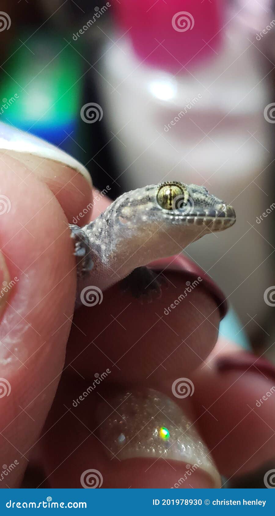 Little baby gecko stock photo. Image of hand, little - 201978930