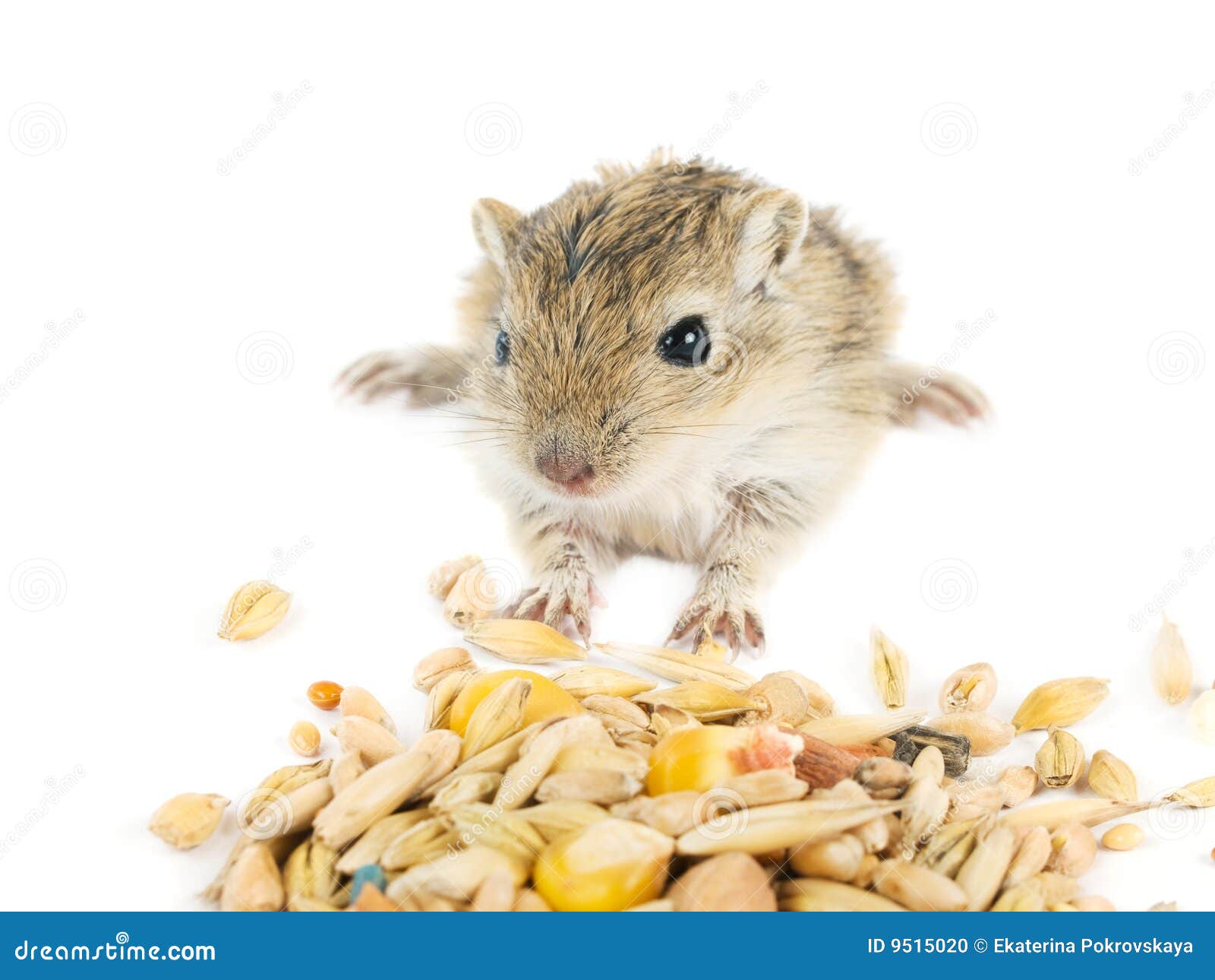 Little baby gerbil stock photo. Image of healthy, health - 9515020
