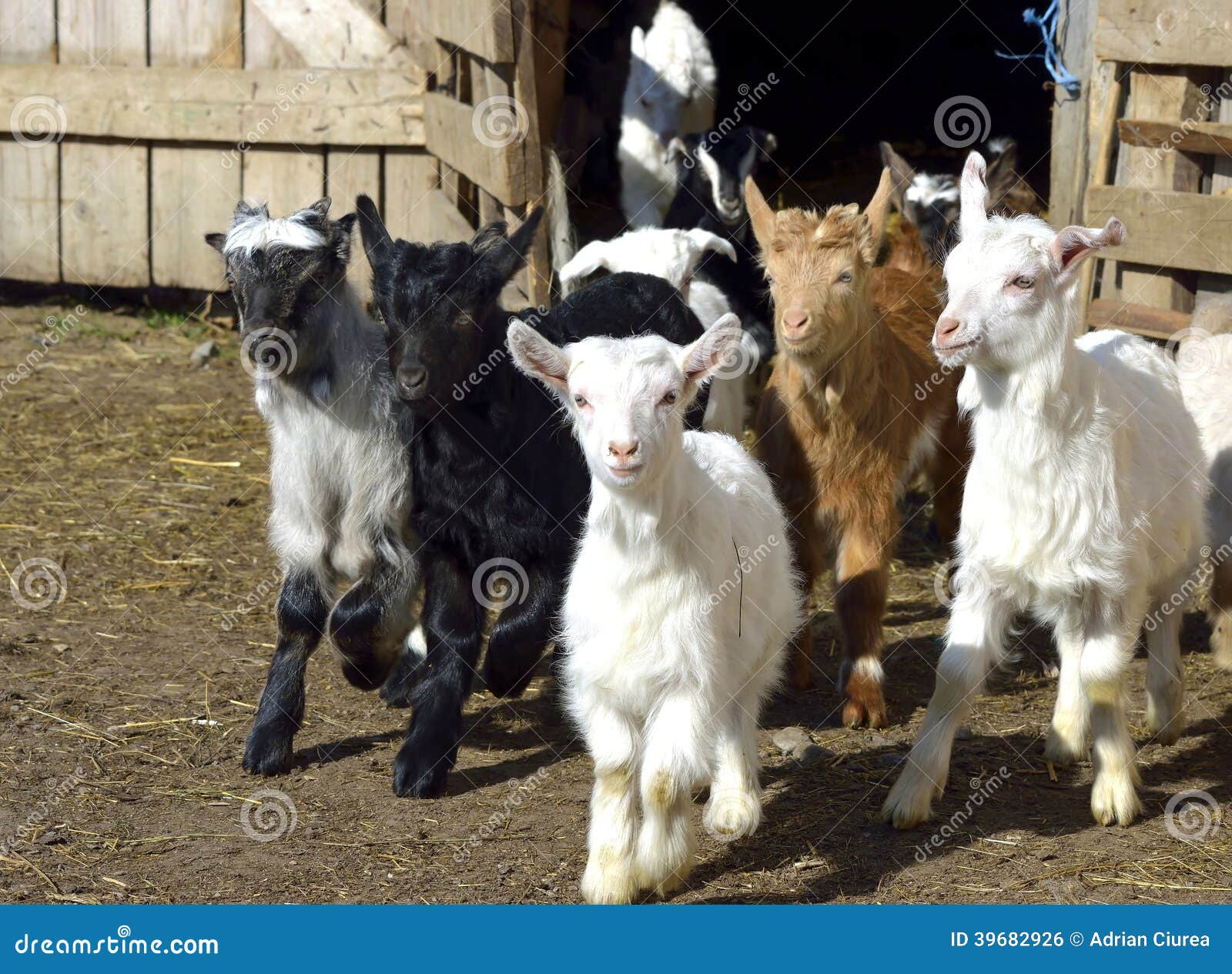 Little baby goats stock photo. Image of curious, baby - 39682926