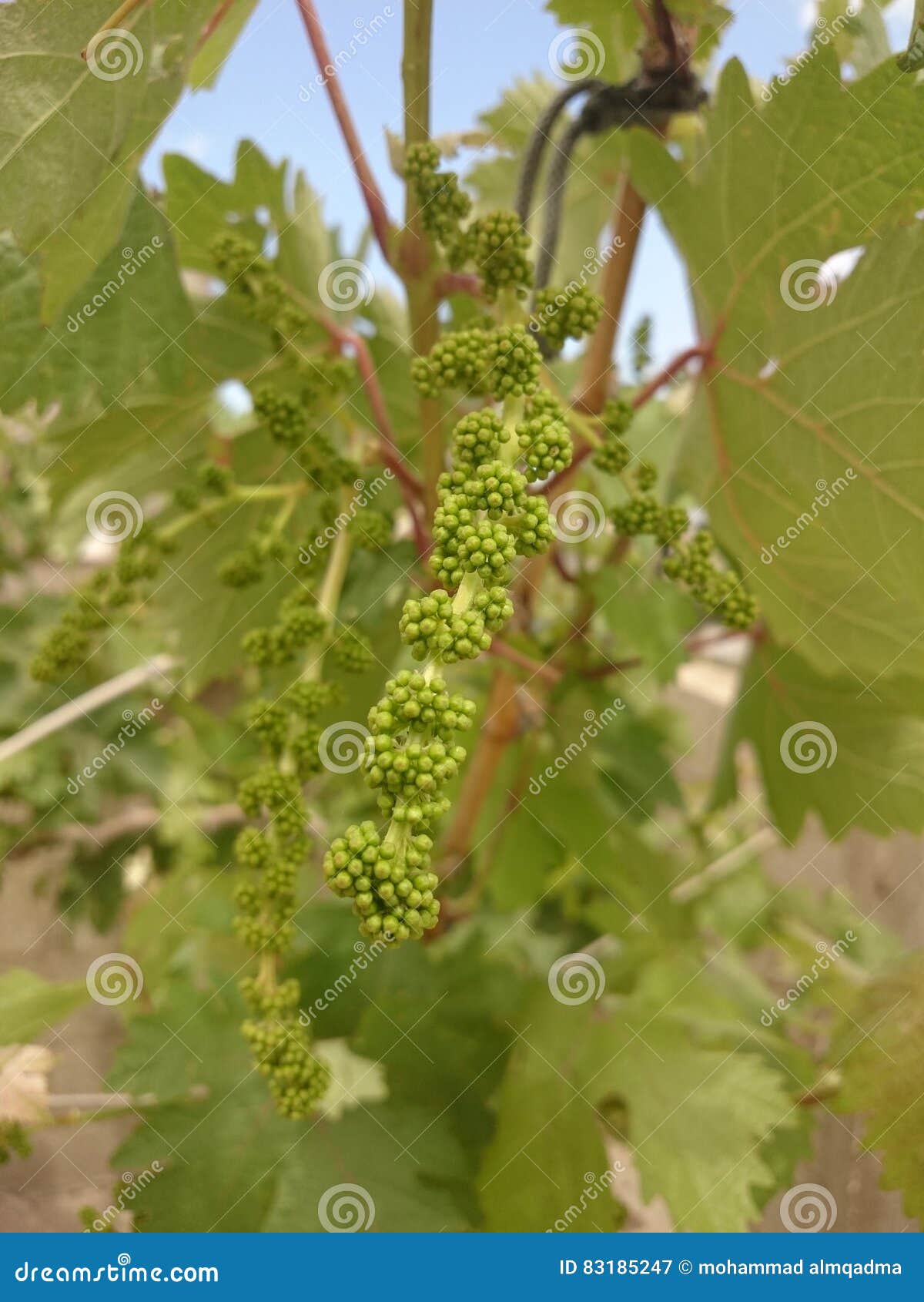 Little baby grapes stock image. Image of little, tree - 83185247