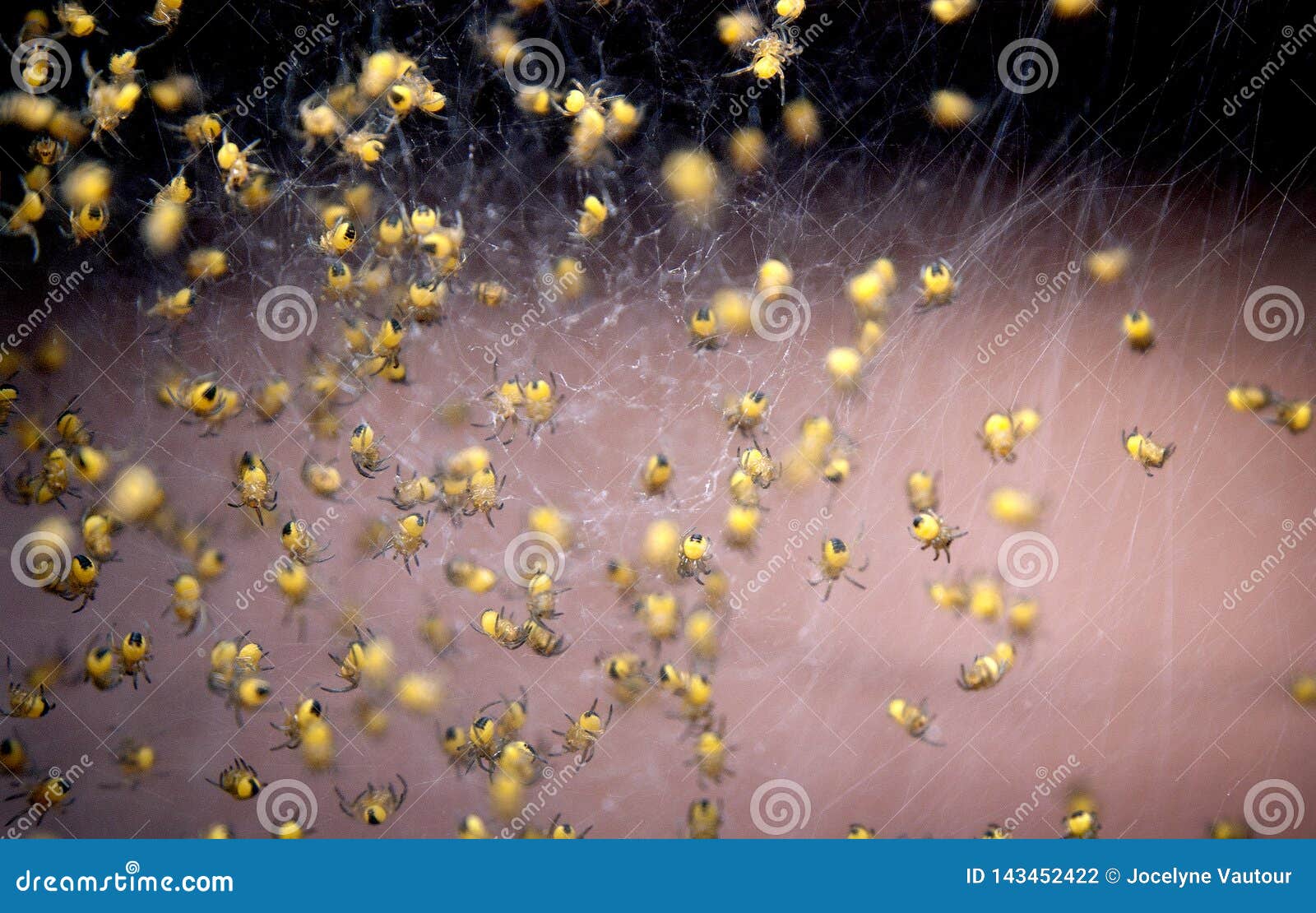 Little Baby Hatched Spiders Stock Photo - Image of abstract, spiders ...