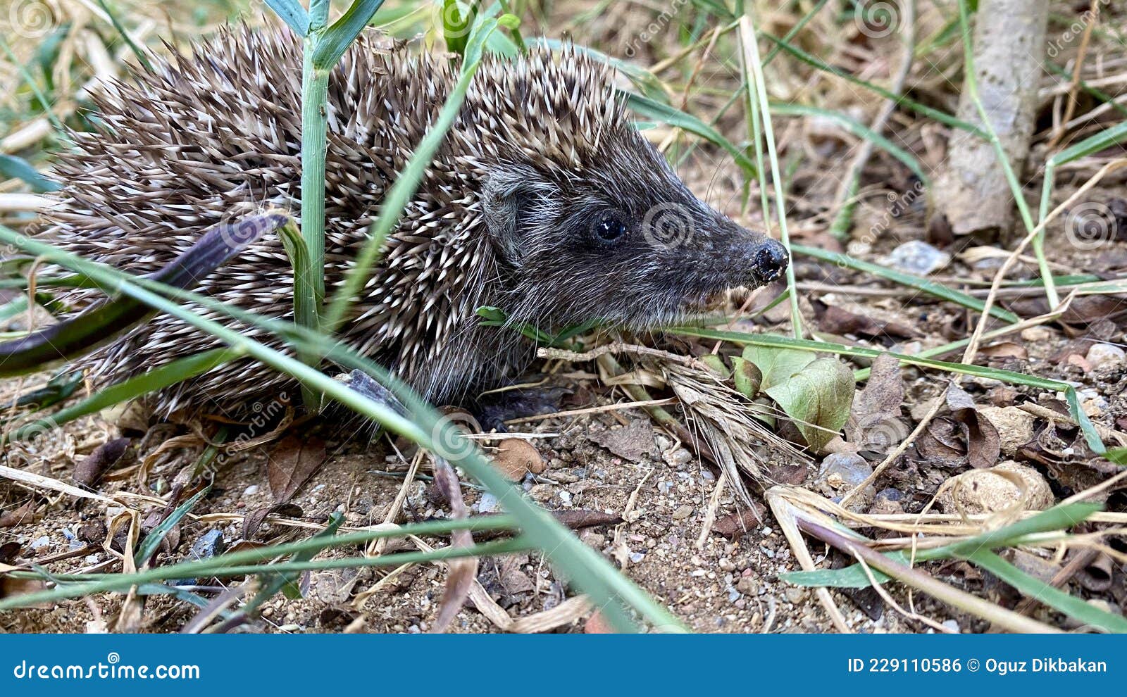 Little Baby Hedgehog in Grass Stock Photo - Image of environment ...