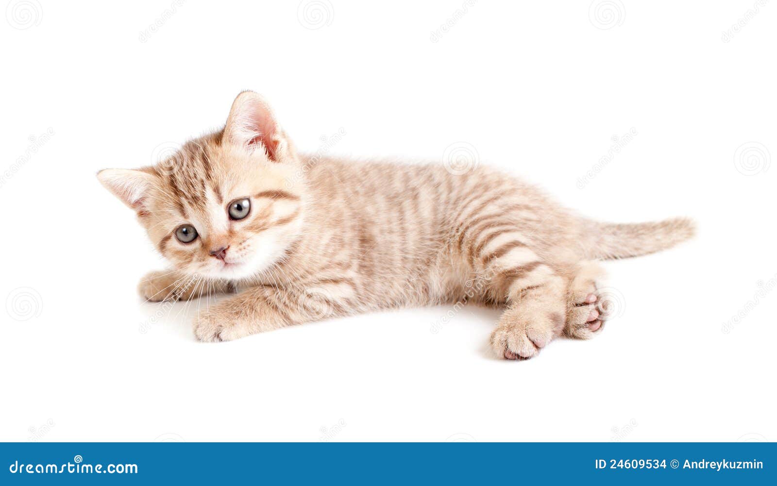 Little baby kitten lying stock photo. Image of brown - 24609534