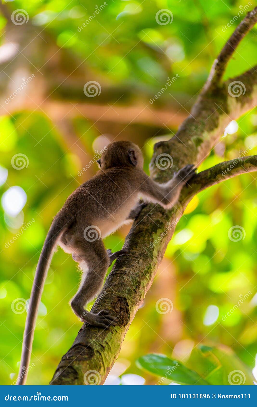 Little Baby Monkey Climbs a Tall Tree Stock Photo - Image of cute ...