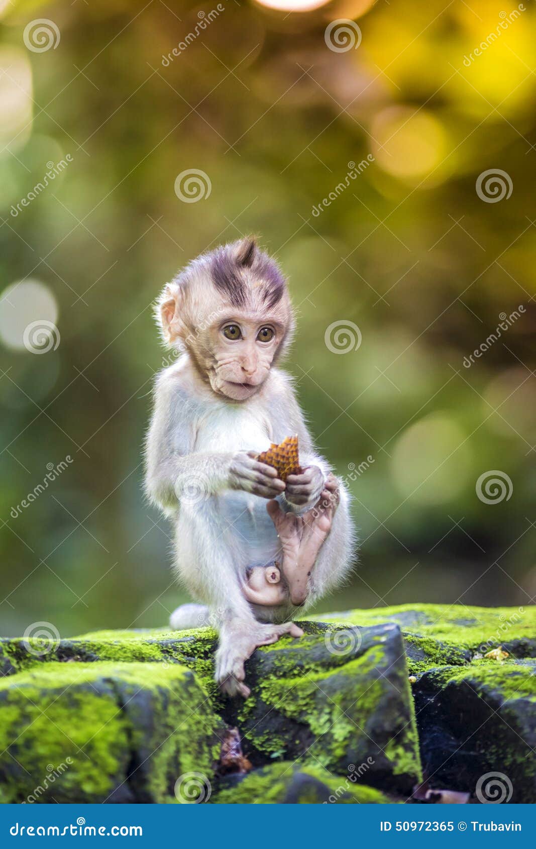 Little baby-monkey stock image. Image of nature, brown - 50972365