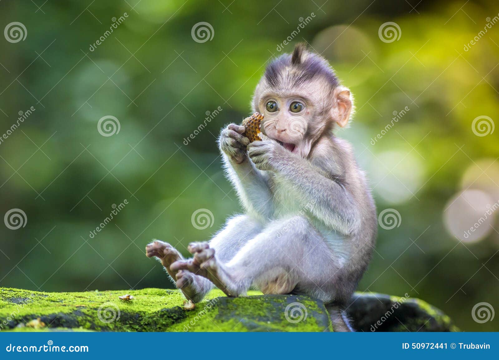 Little baby-monkey stock image. Image of portrait, young - 50972441