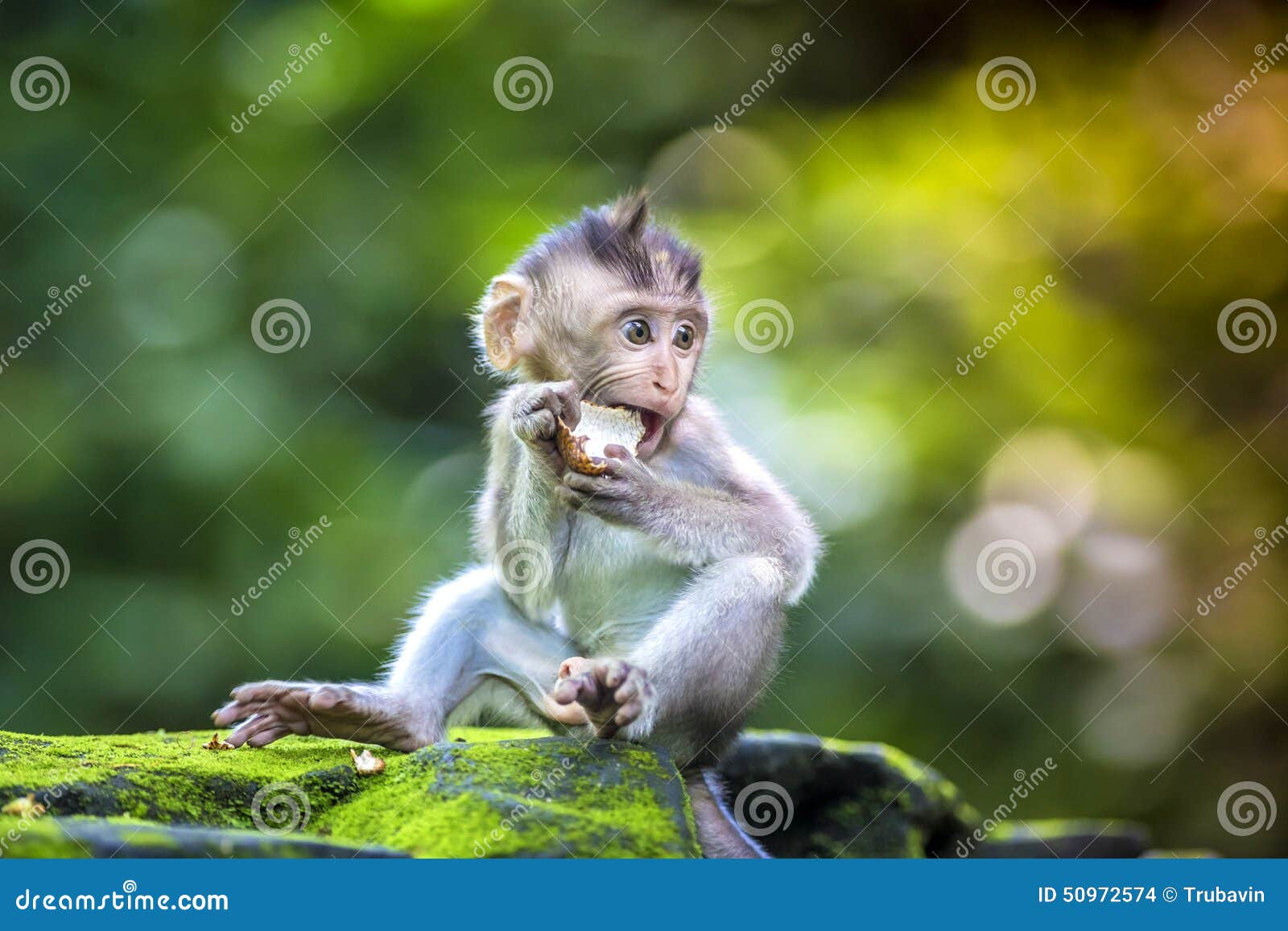Little baby-monkey stock photo. Image of bali, animal - 50972574