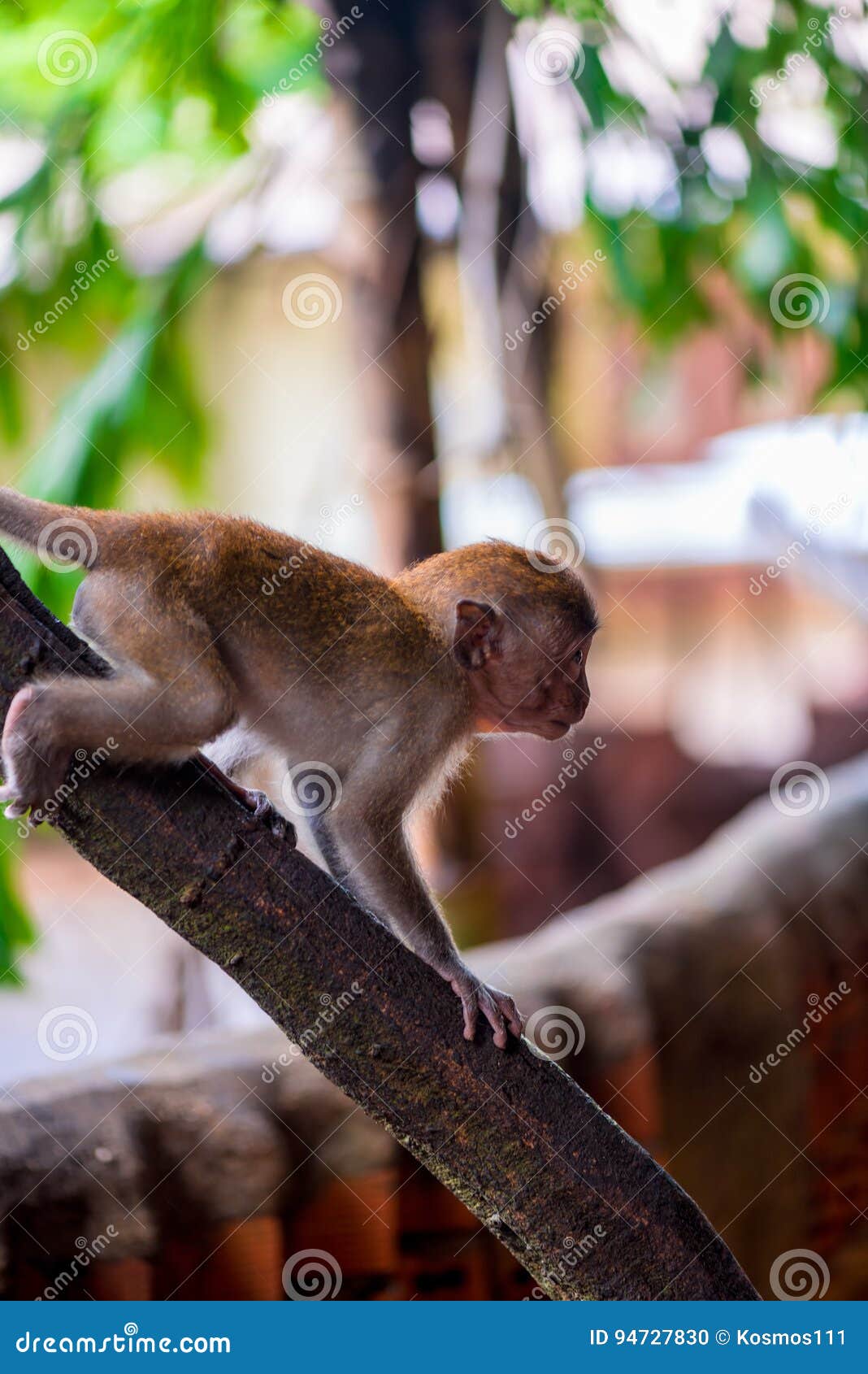 14,487 Baby Monkey Tree Photos - Free & Royalty-Free Stock Photos from ...