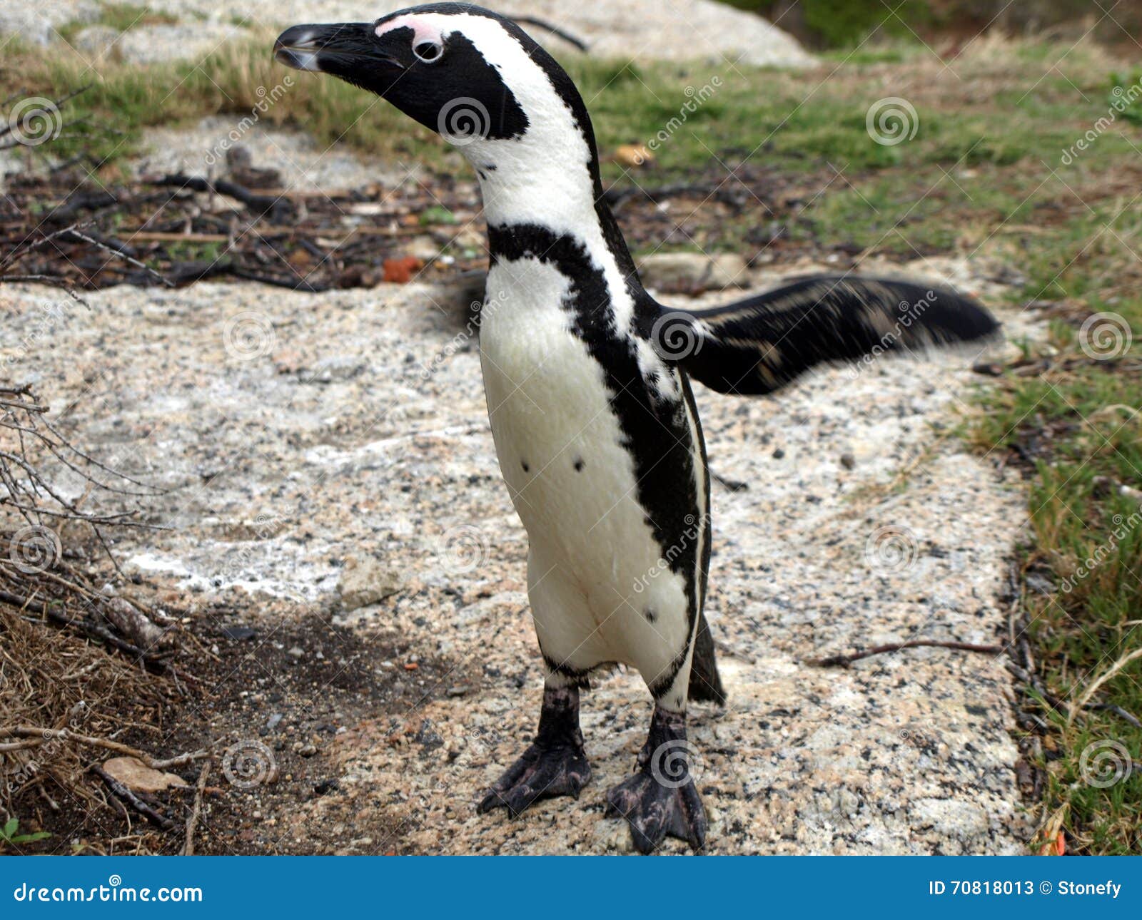 Little baby penguin stock image. Image of feather, gentoo - 70818013