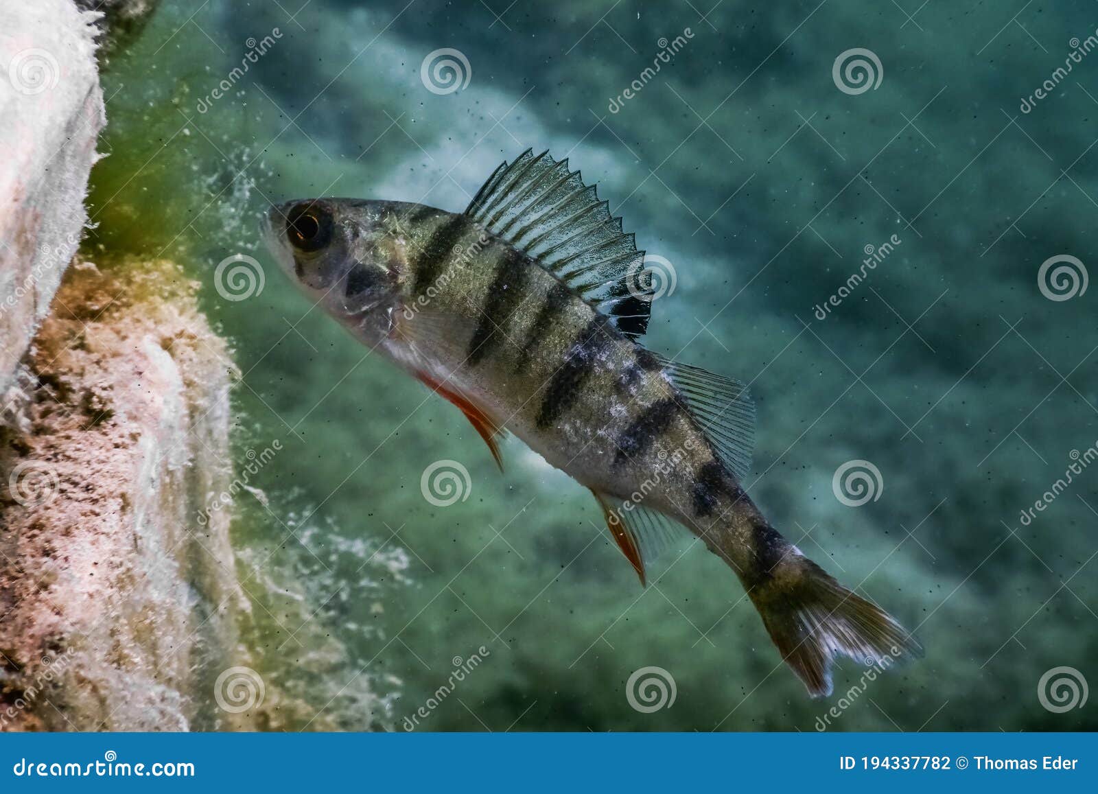 Little Baby Perch while Diving in a Lake Stock Photo - Image of hunt ...