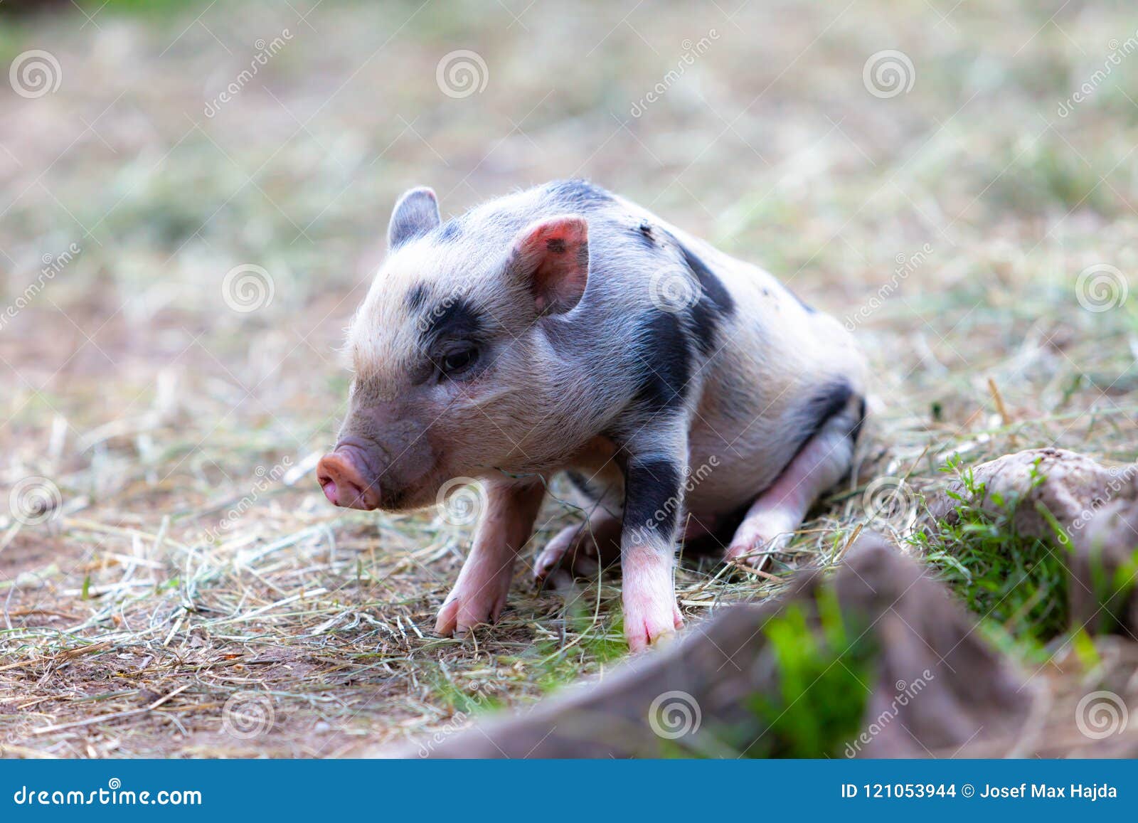 Pig stock photo. Image of forest, deer, park, walking - 121053944