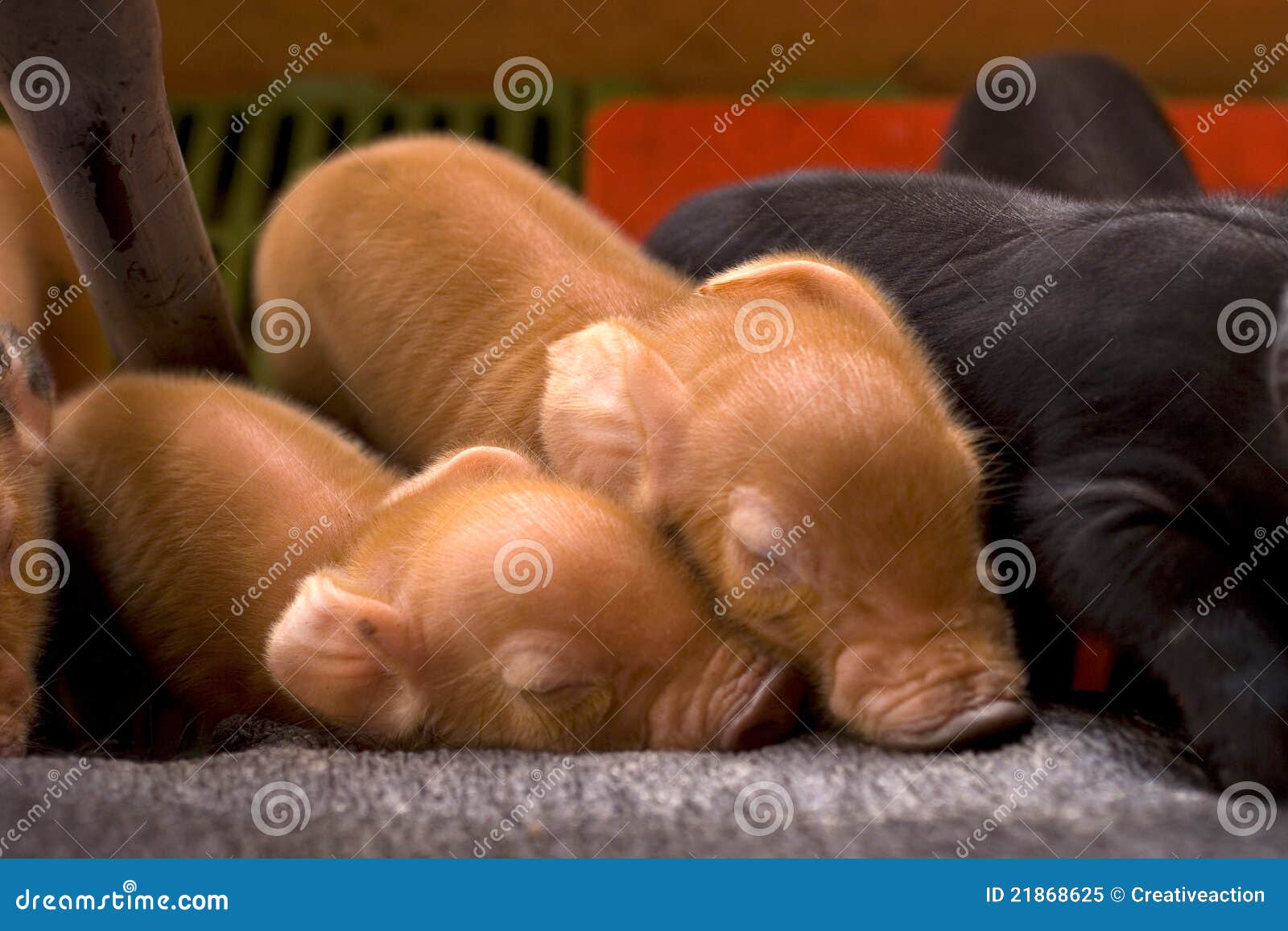 Little baby pig sleeping stock image. Image of lazy, colored - 21868625