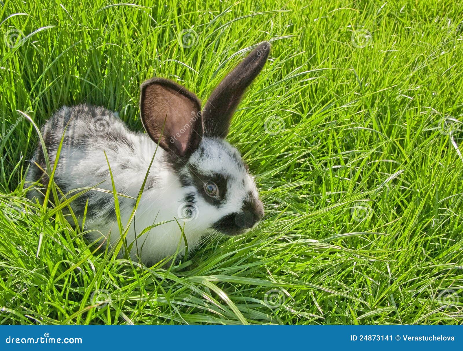Little baby rabbit stock image. Image of black, baby - 24873141