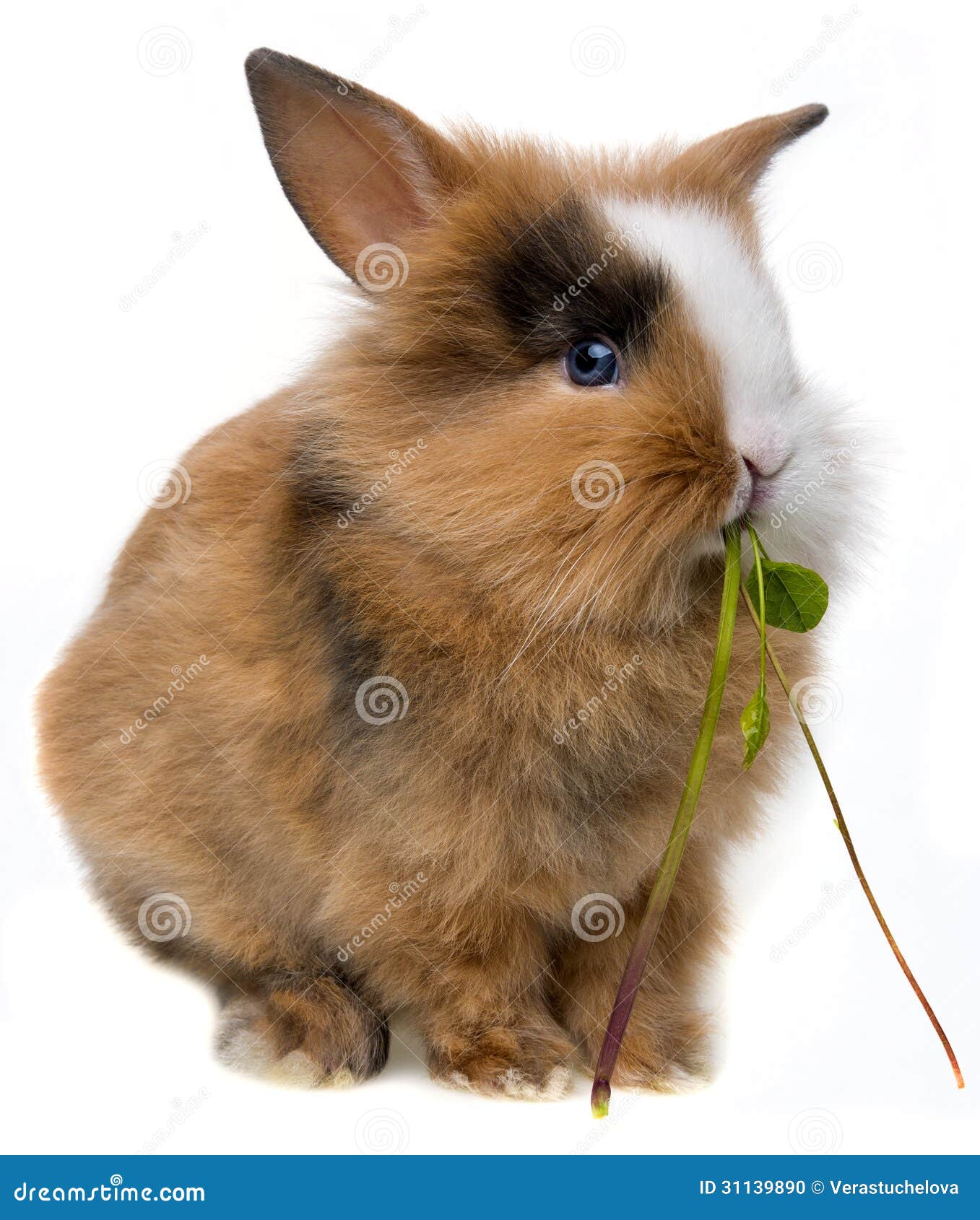 A little baby rabbit stock photo. Image of friendly, isolation - 31139890