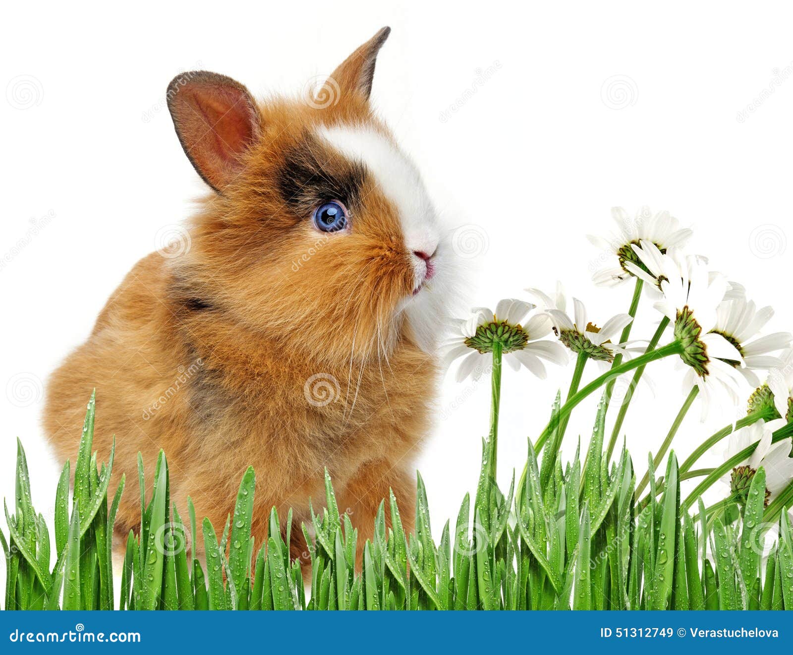 Little baby rabbit stock image. Image of brown, sitting - 51312749