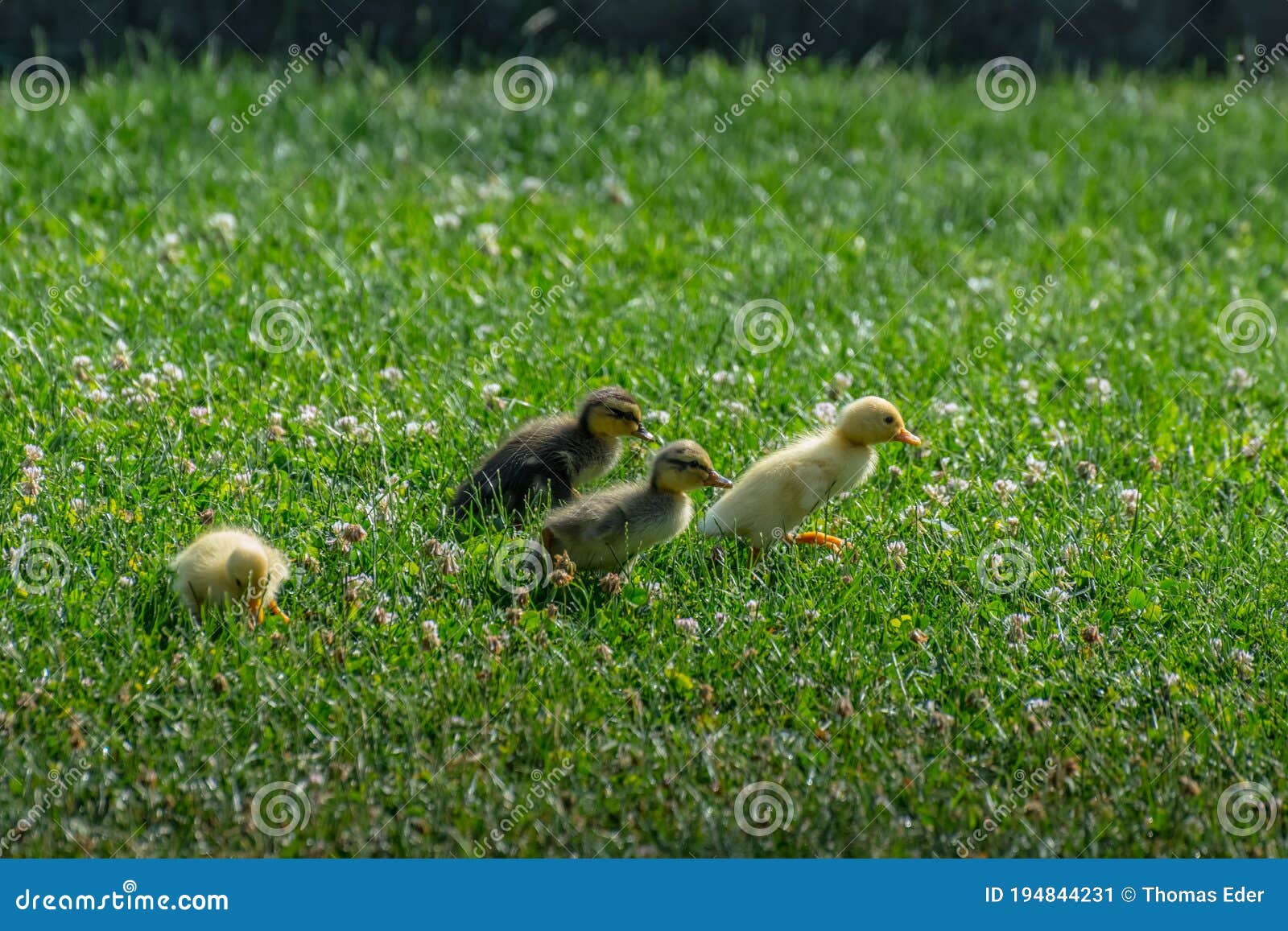 Little Baby Running Ducks in Green Grass Stock Image - Image of ...