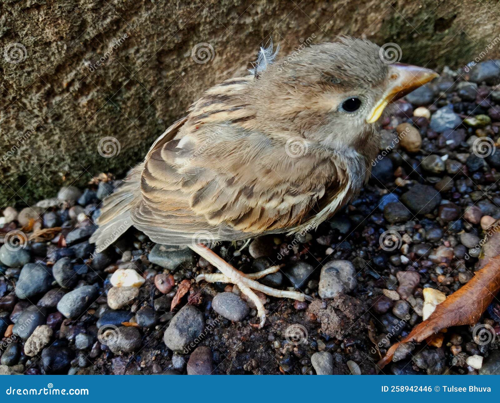 Little Baby Sparrow Go with Flow Stock Photo - Image of wildlife ...