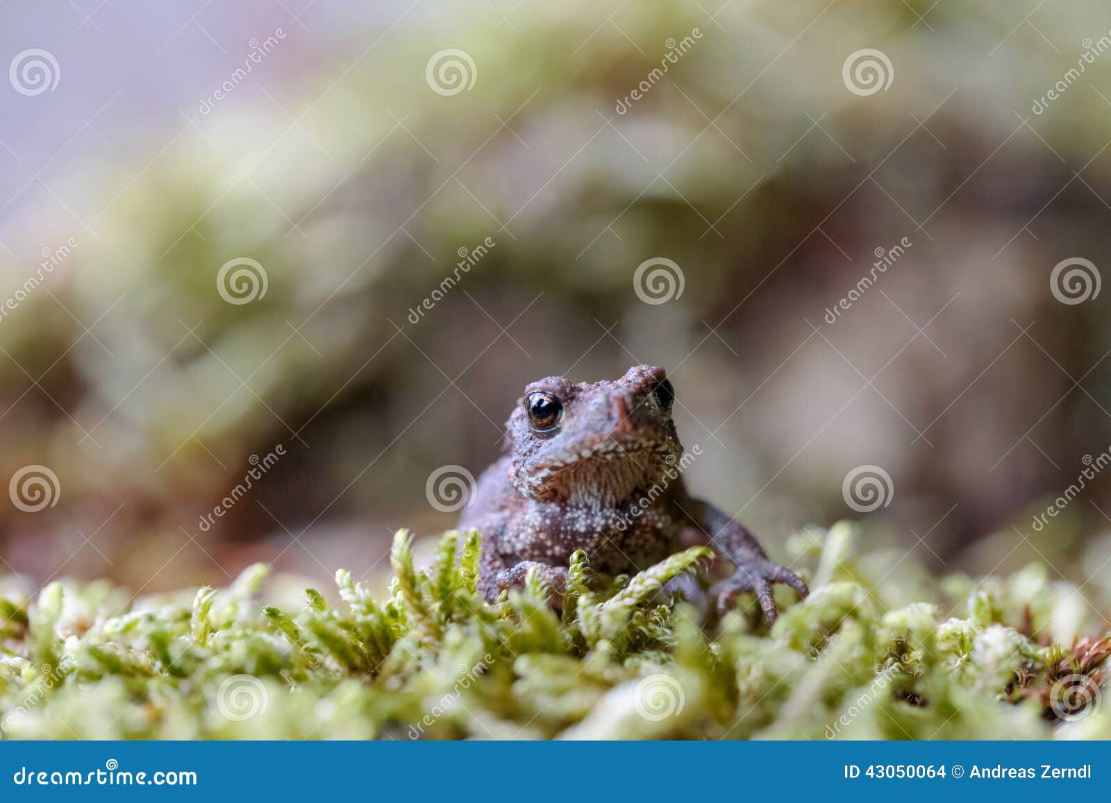 Little Baby Toad stock photo. Image of green, nature - 43050064