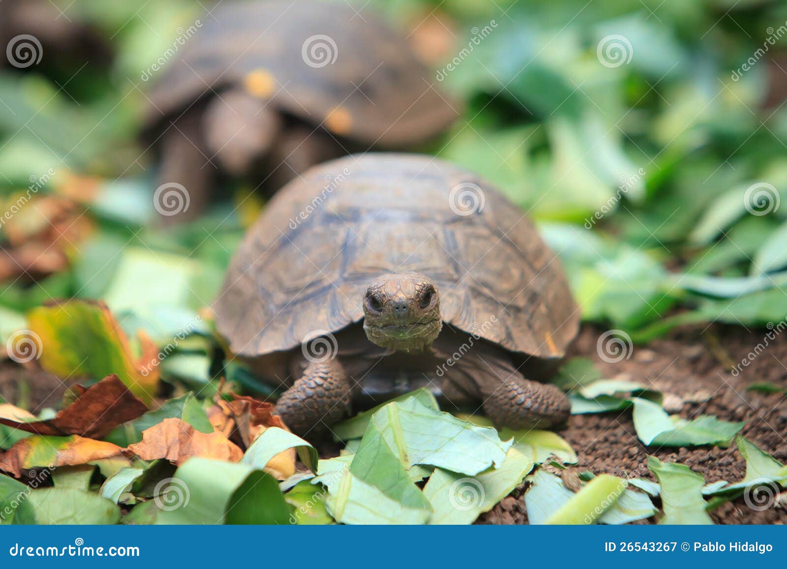 Little Baby Turtle Crawling, Galapagos Stock Image - Image of marine ...