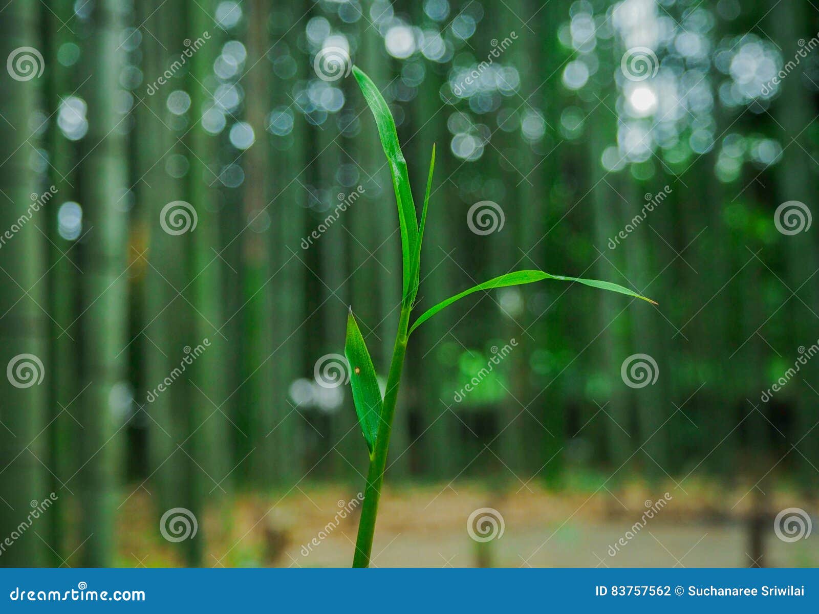 Little bamboo stock photo. Image of garden, vecation - 83757562