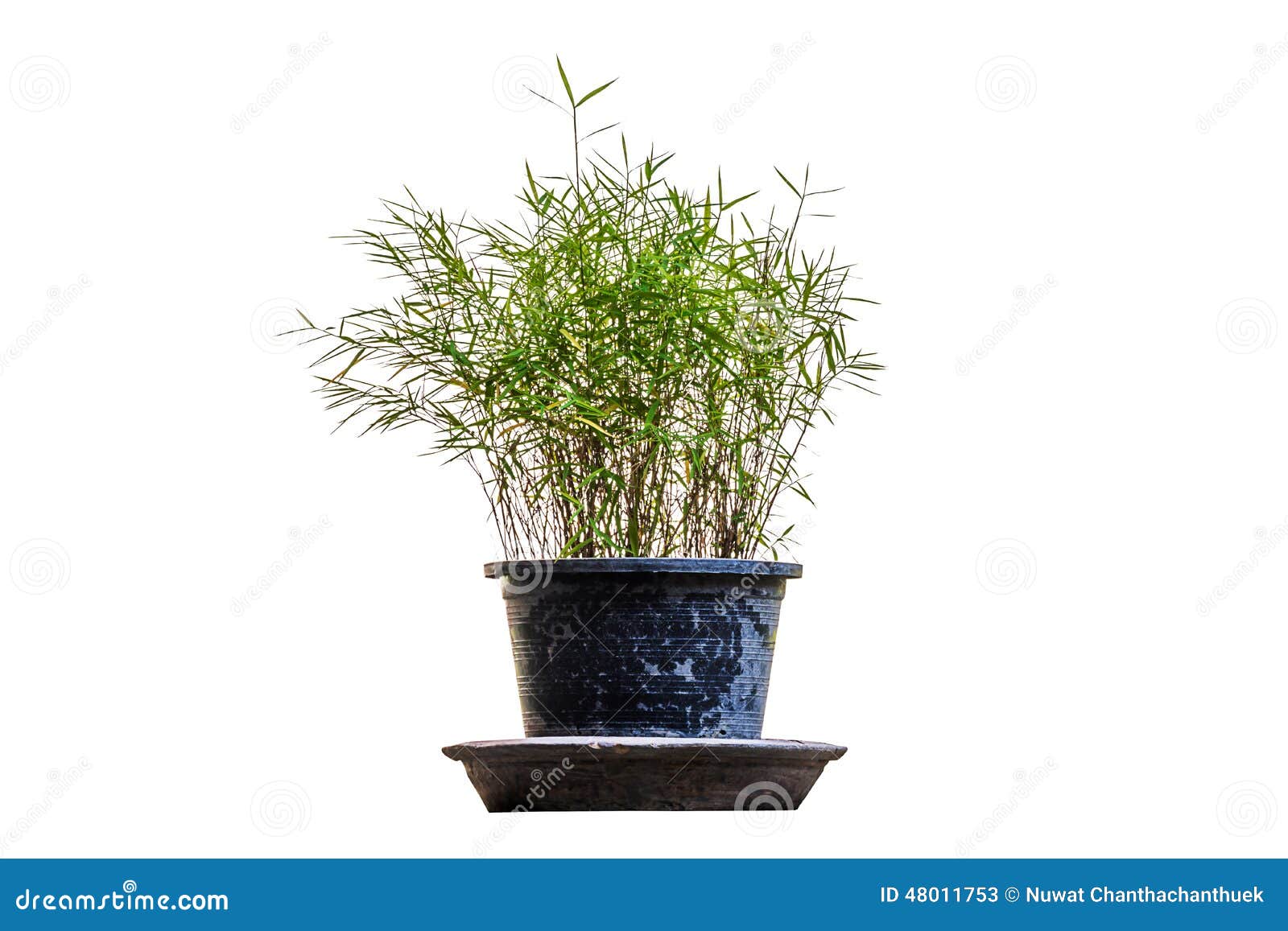 Little Bamboo. stock image. Image of bamboo, tree, white - 48011753