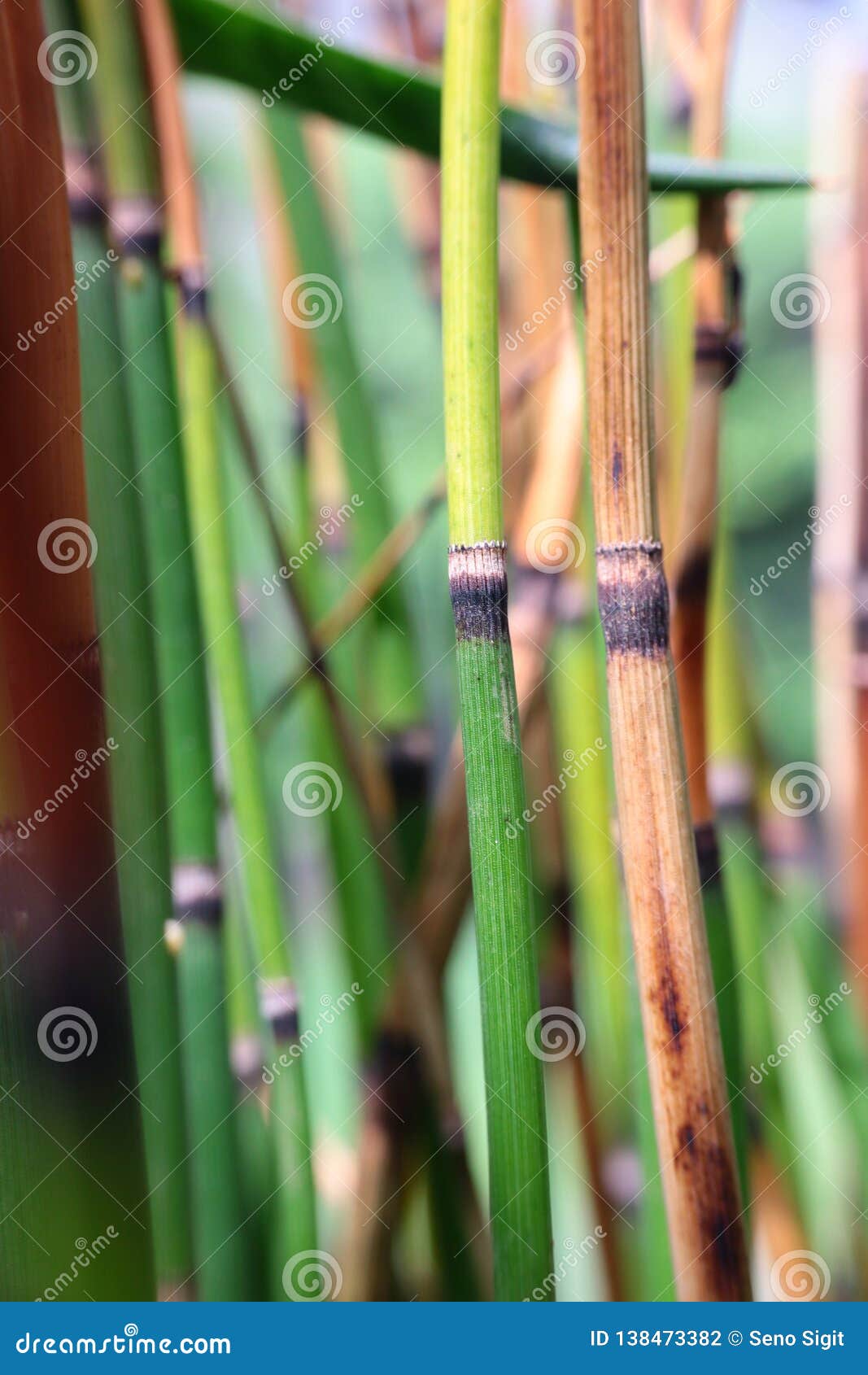 Little bamboo stock photo. Image of bamboo, tree, green - 138473382