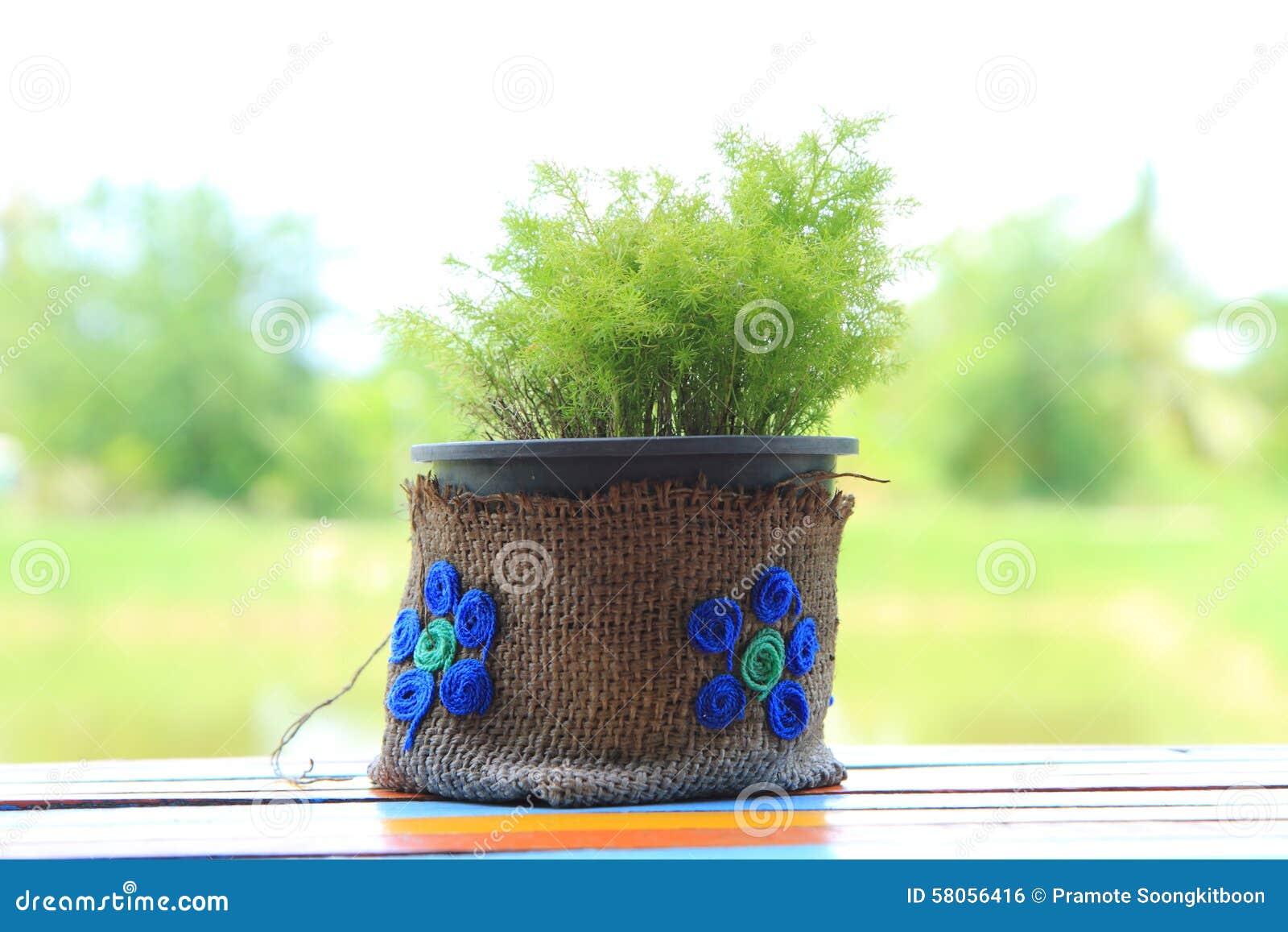 Little Bamboo Tree Royalty-Free Stock Photography | CartoonDealer.com ...