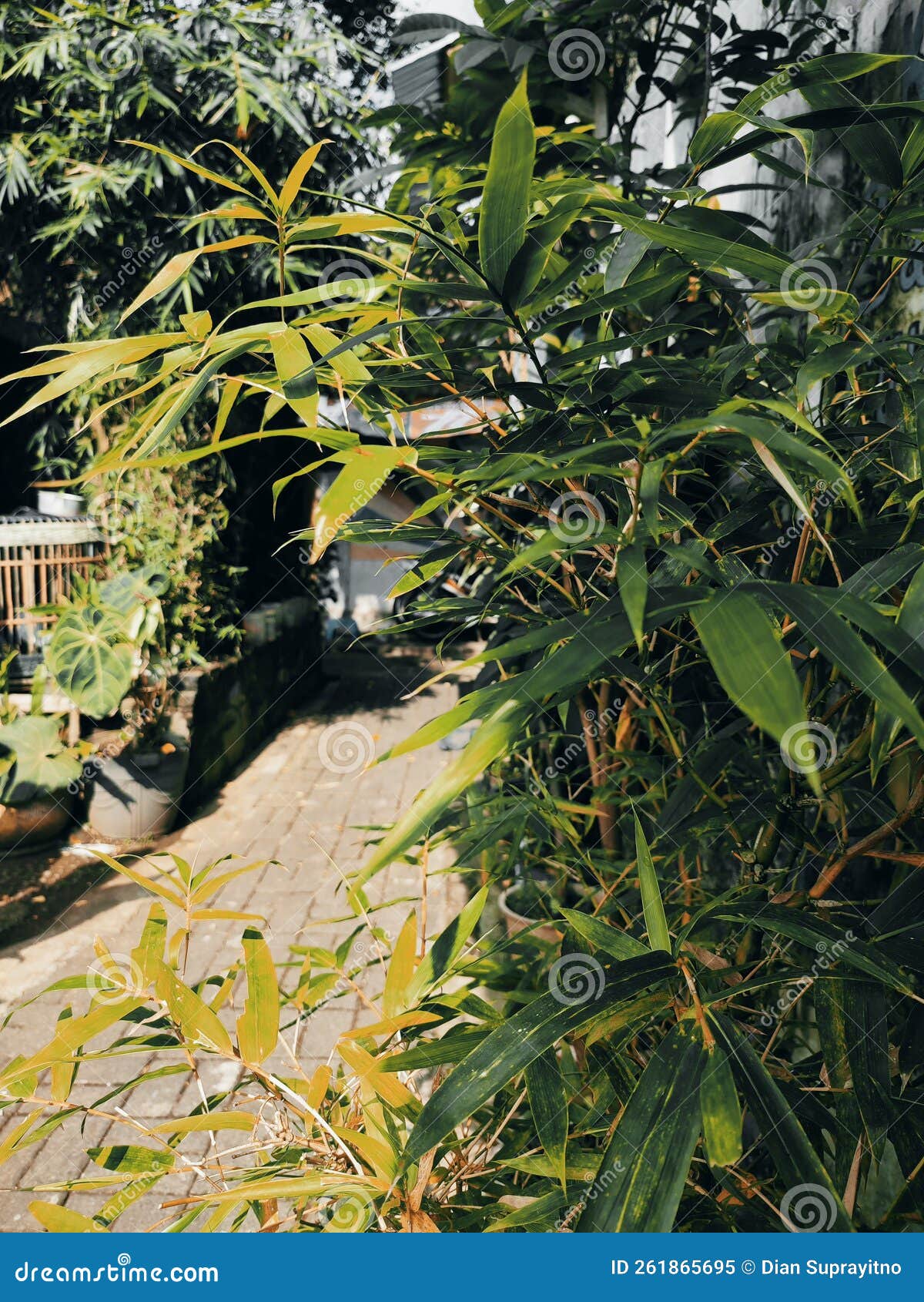 Little Bamboo stock image. Image of tropics, food, exposed - 261865695