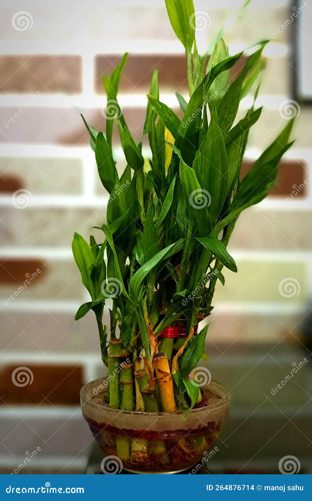Little bamboo tree nuturel stock photo. Image of bamboo - 264876714