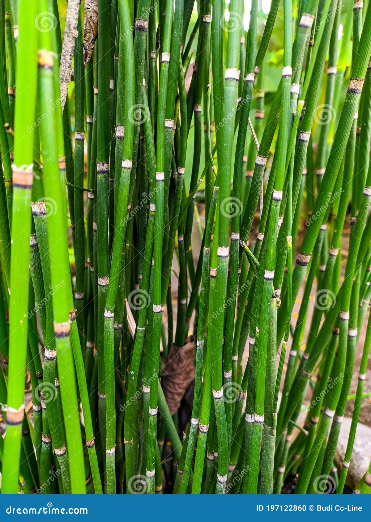 Little bamboo trees stock photo. Image of leaf, green - 197122860