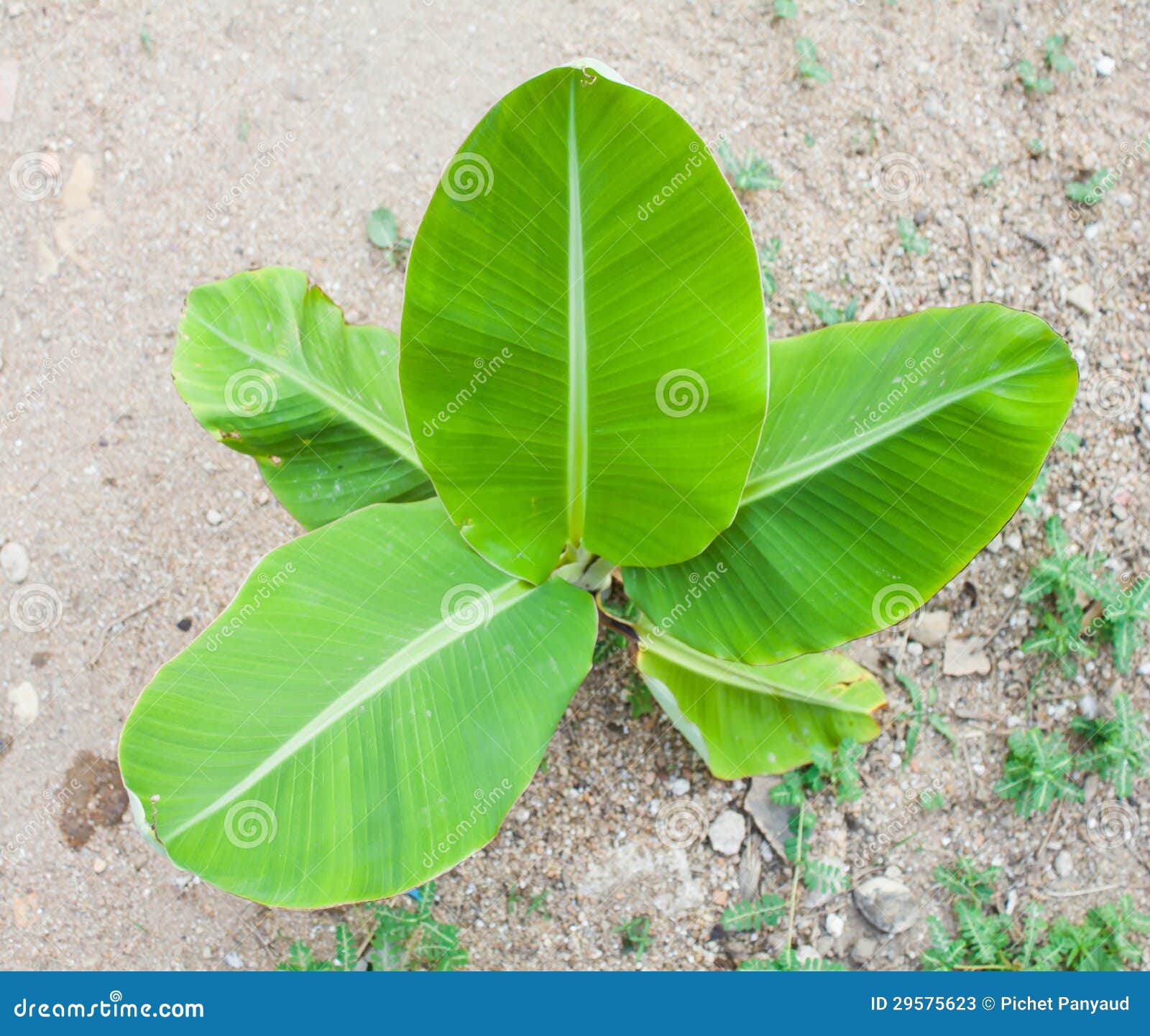 Little banana tree stock image. Image of tropical, stem - 29575623