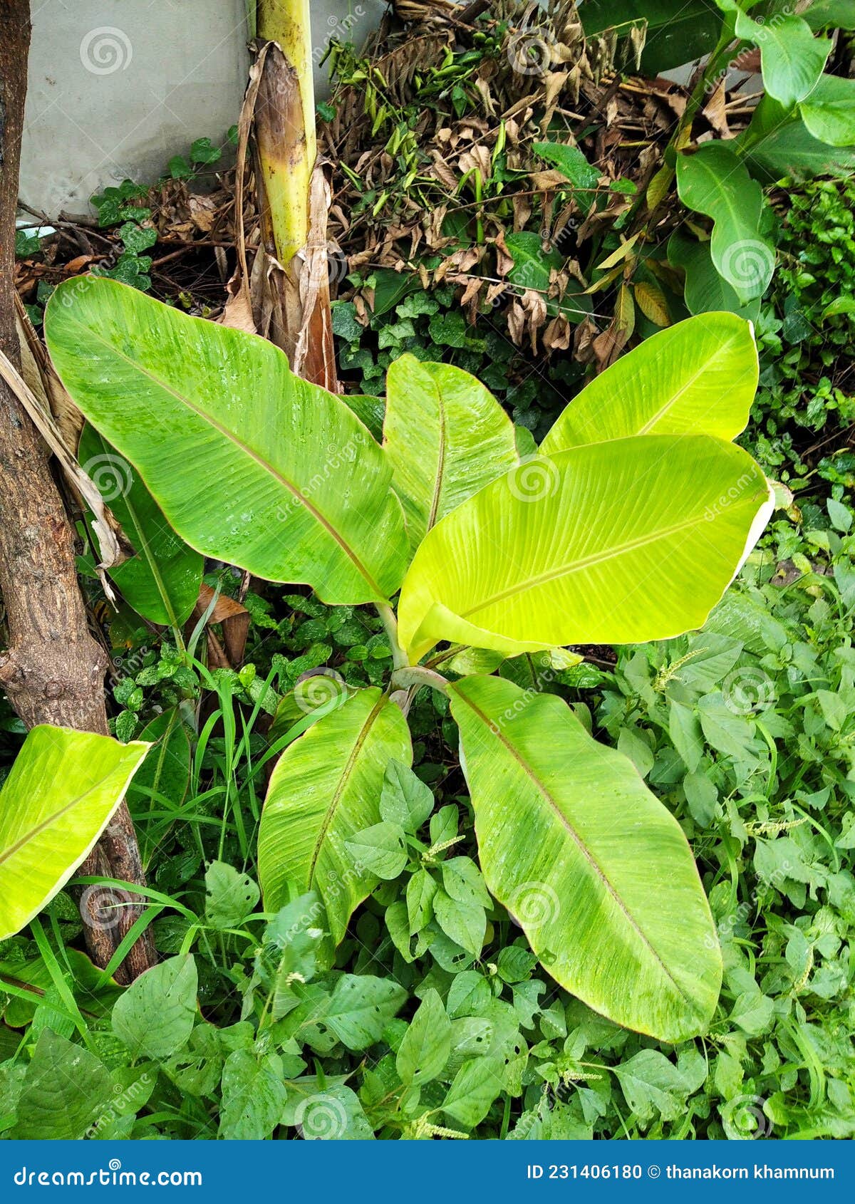 Little Banana Tree in the Park Stock Photo - Image of food, yellow ...