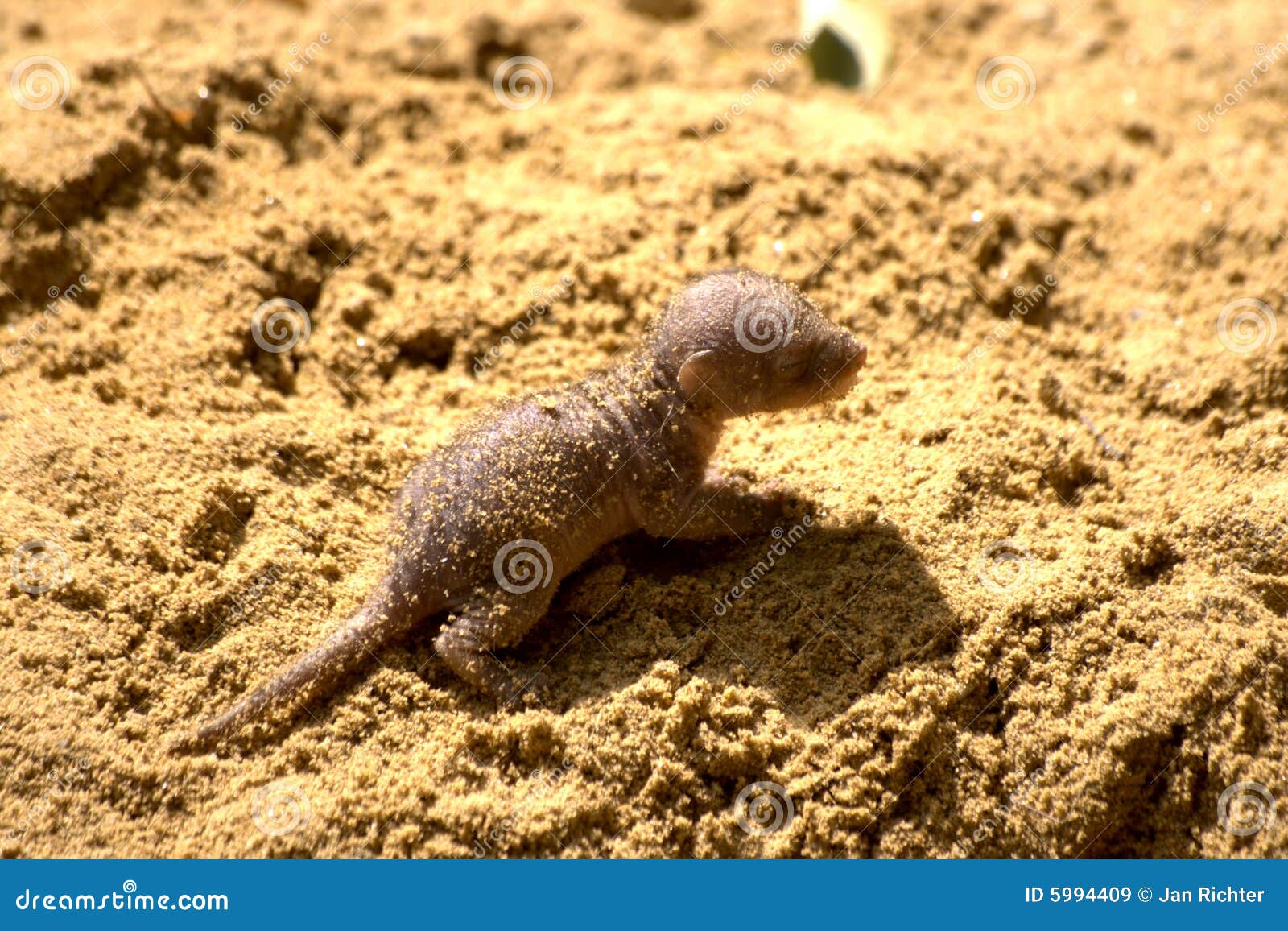 Little Banded Mongoose Baby Stock Image - Image of tail, lite: 5994409