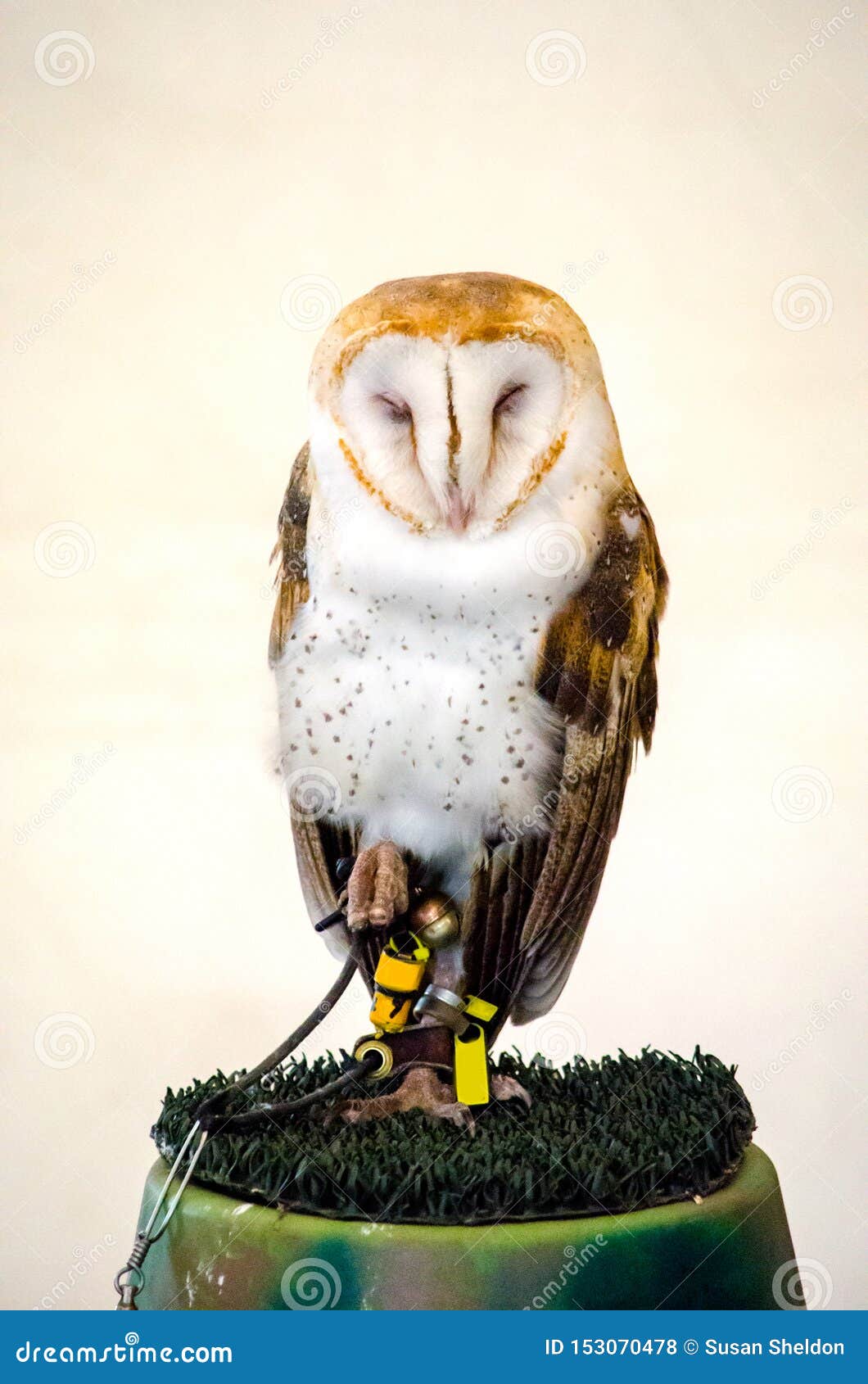 Little Barn Owl Sleeping on a Perch Stock Photo - Image of perching ...