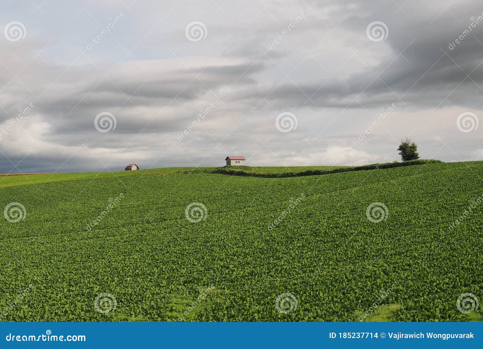 A Little Barn with Tree in a Green Wide Farm. Stock Photo - Image of ...