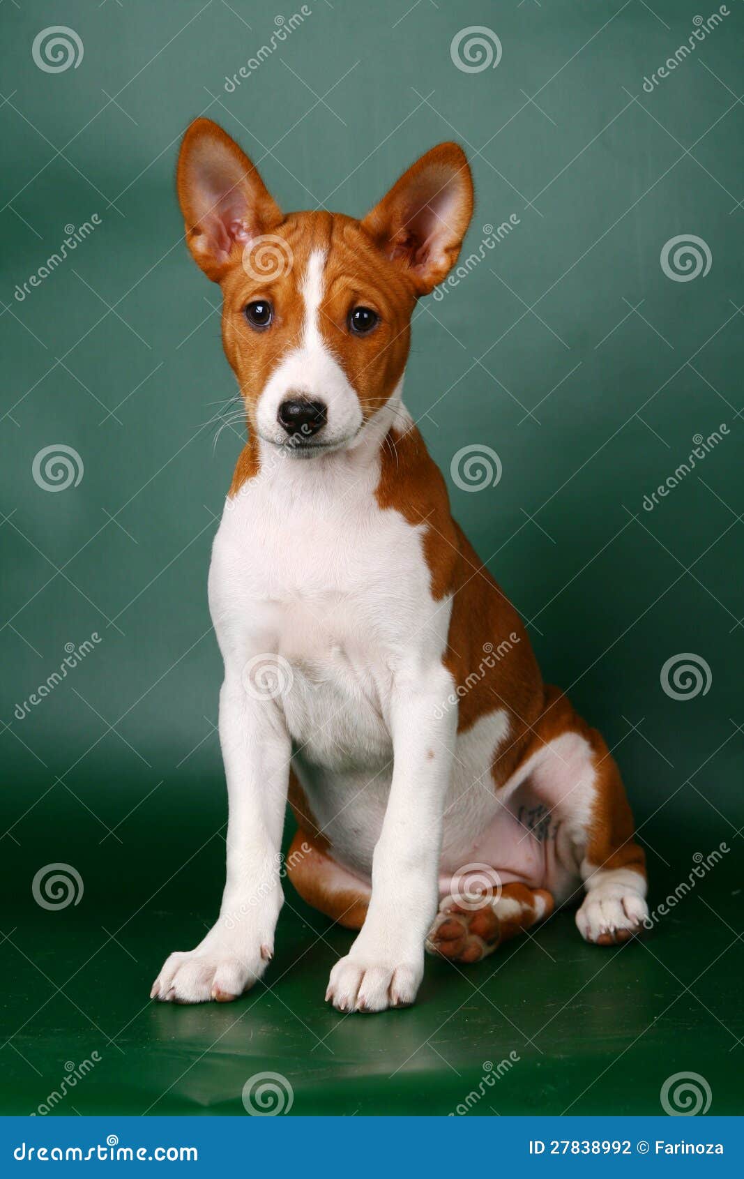 Basenji Dog Puppy On Grey Background Stock Image | CartoonDealer.com ...