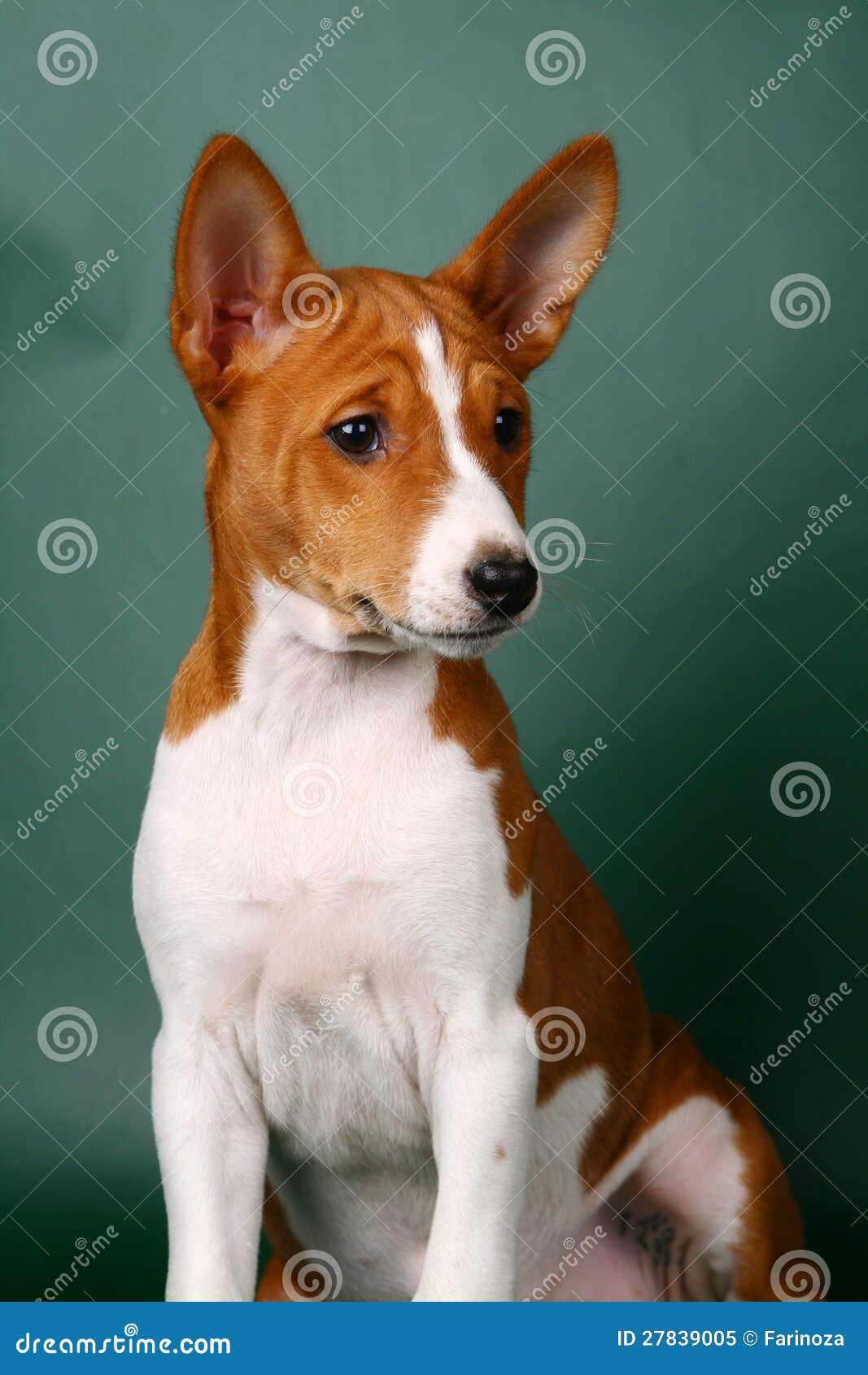 Little Basenji puppy stock image. Image of alert, purebred - 27839005