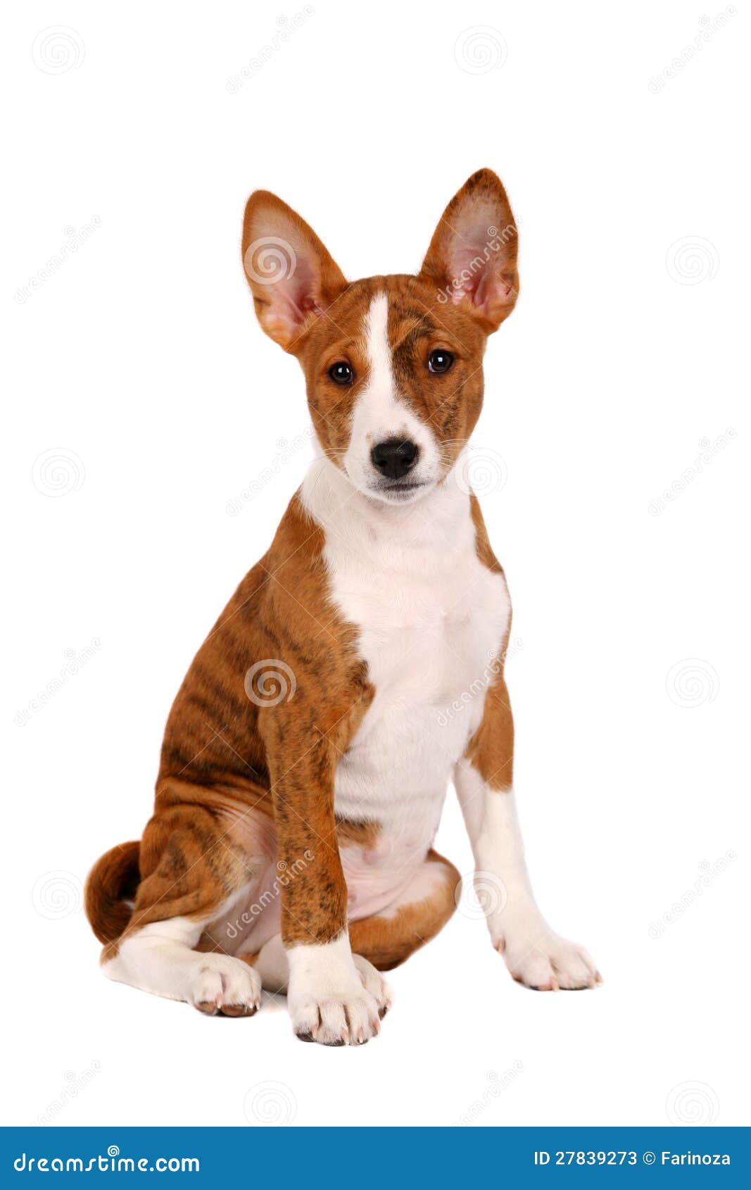 Little Basenji Puppy, Brindle Colour Stock Image - Image of background ...