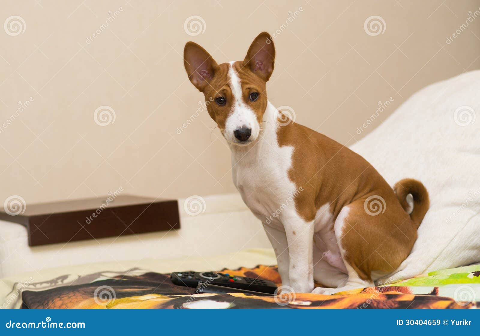 Little Basenji Puppy Having Rest Stock Image - Image of staring ...