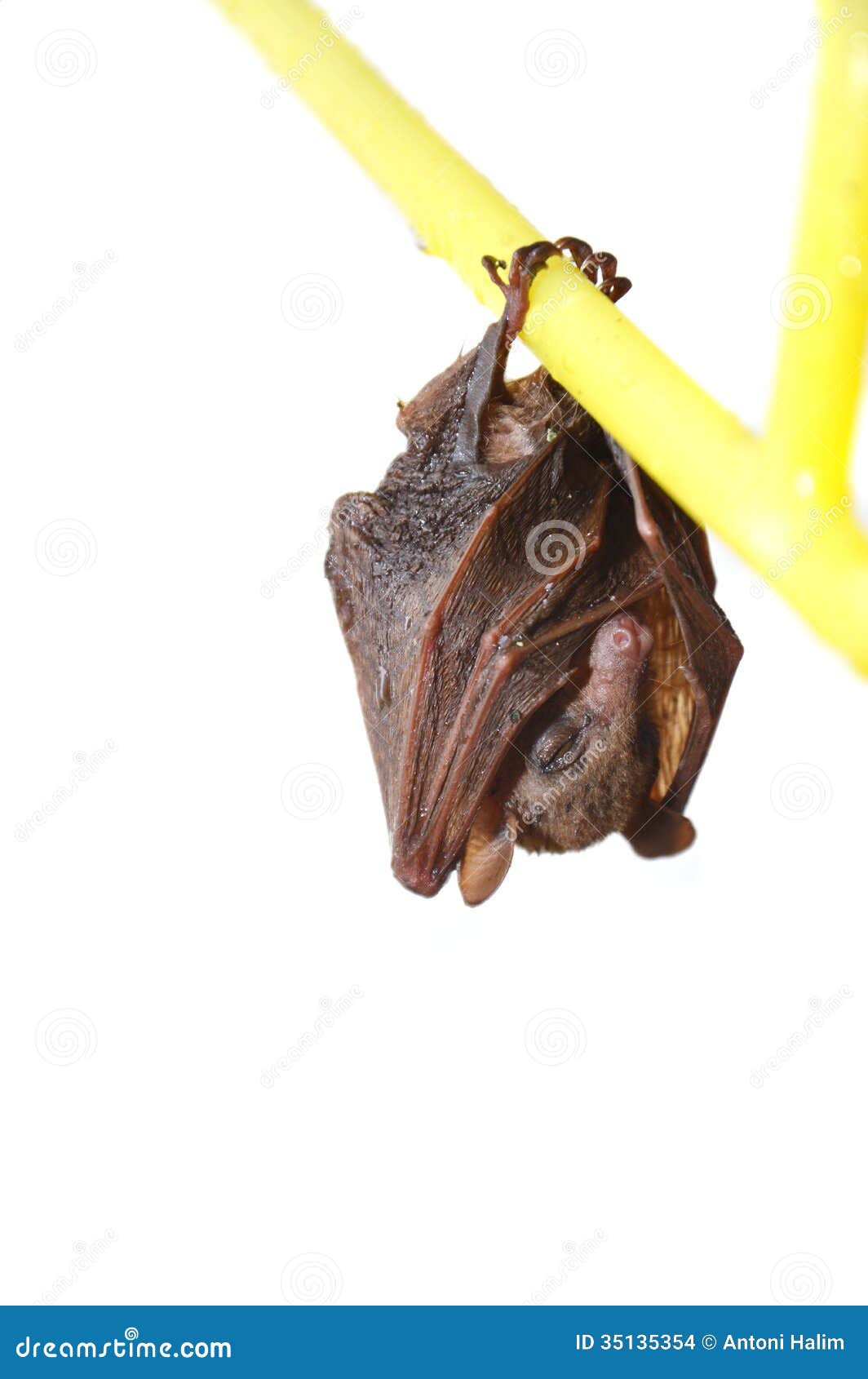 Little bat stock photo. Image of back, macro, cave, dasycneme - 35135354