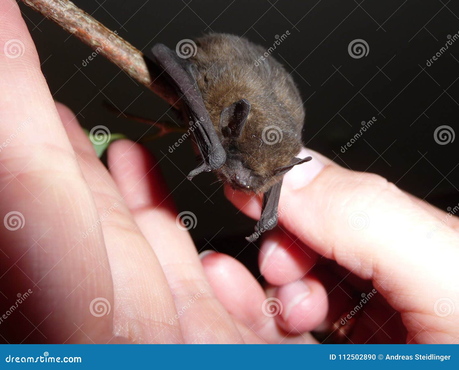 Pipistrella the dwarf bat stock photo. Image of chioptera - 112502890